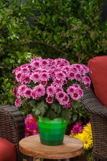 Newark™ Pink Bicolor | Syngenta Flowers