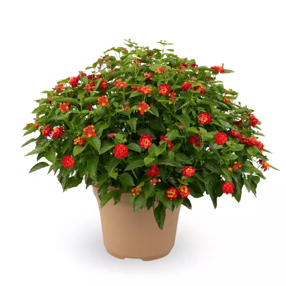 Hot Blooded® Mega Red | Syngenta Flowers