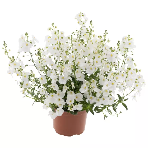 Darla® White Imp. | Syngenta Flowers