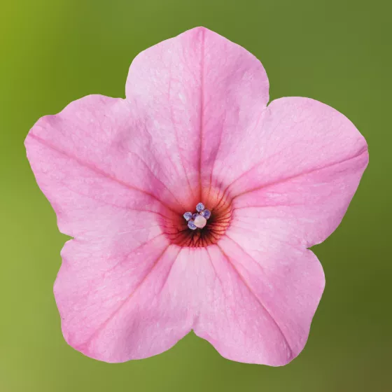 Dekko™ Maxx™ Pink | Syngenta Flowers