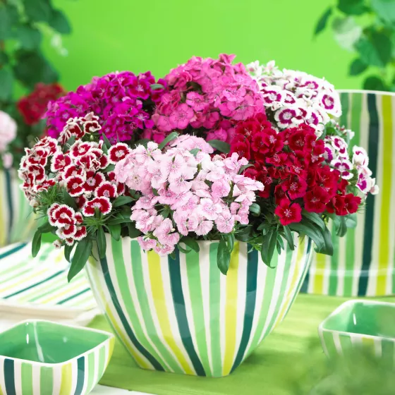 Diabunda® Mix | Syngenta Flowers
