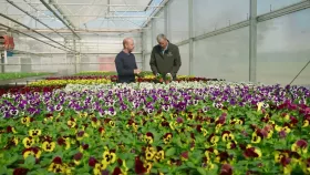 Delta™ Pro Pansy | Syngenta Flowers