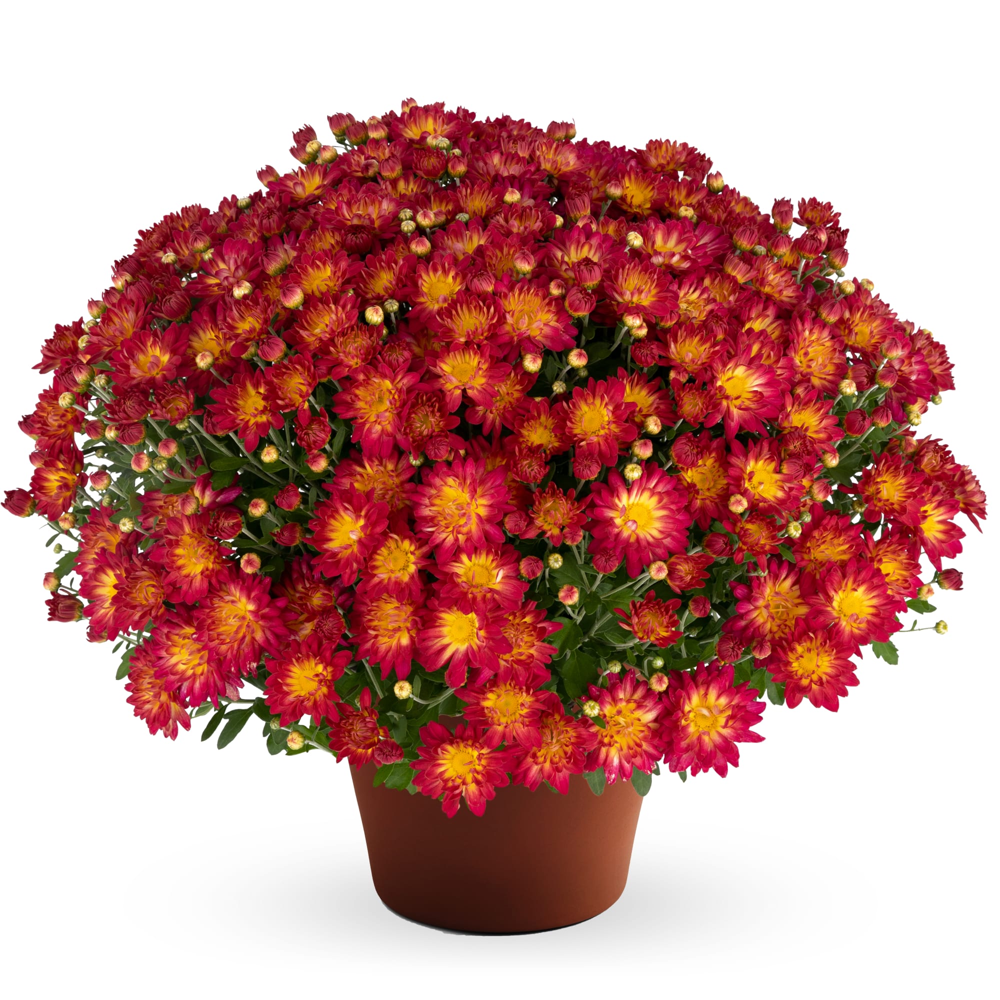 Summer Sunset™ | Syngenta Flowers
