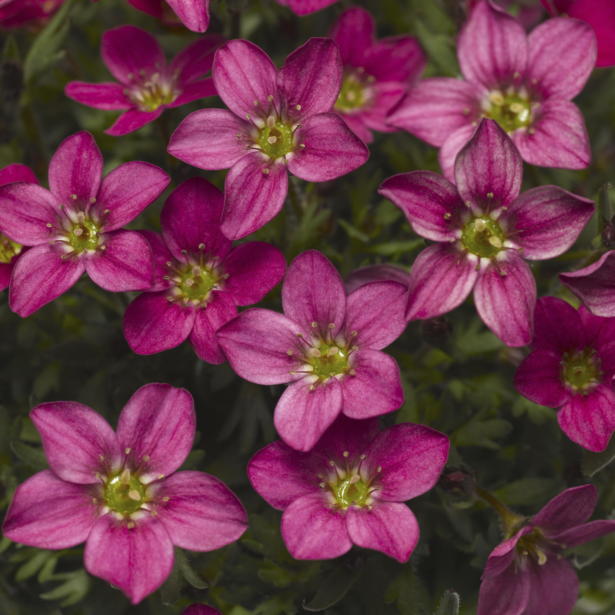 Alpino™ Early Carnival | Syngenta Flowers