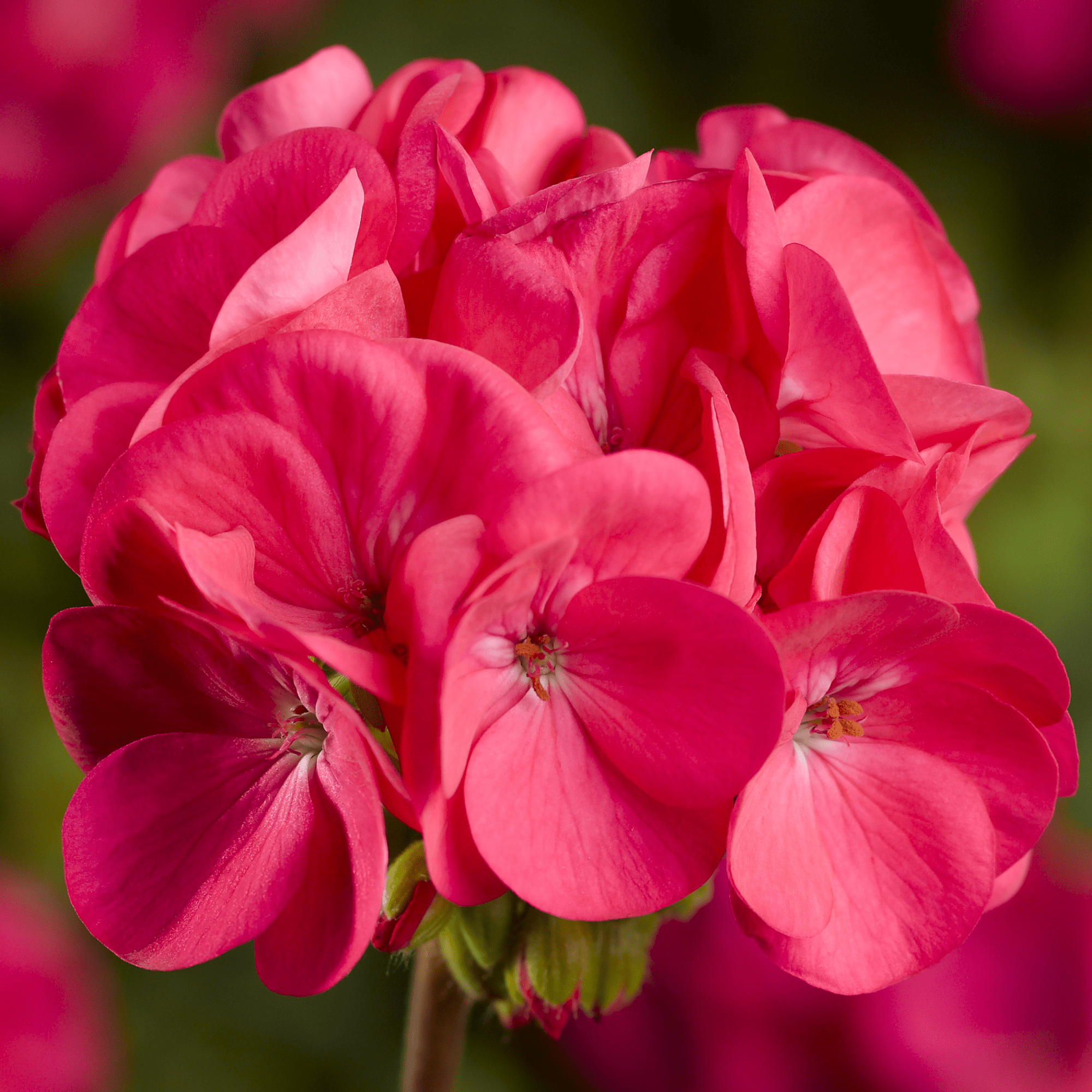 Pinto™ Premium Deep Rose | Syngenta Flowers