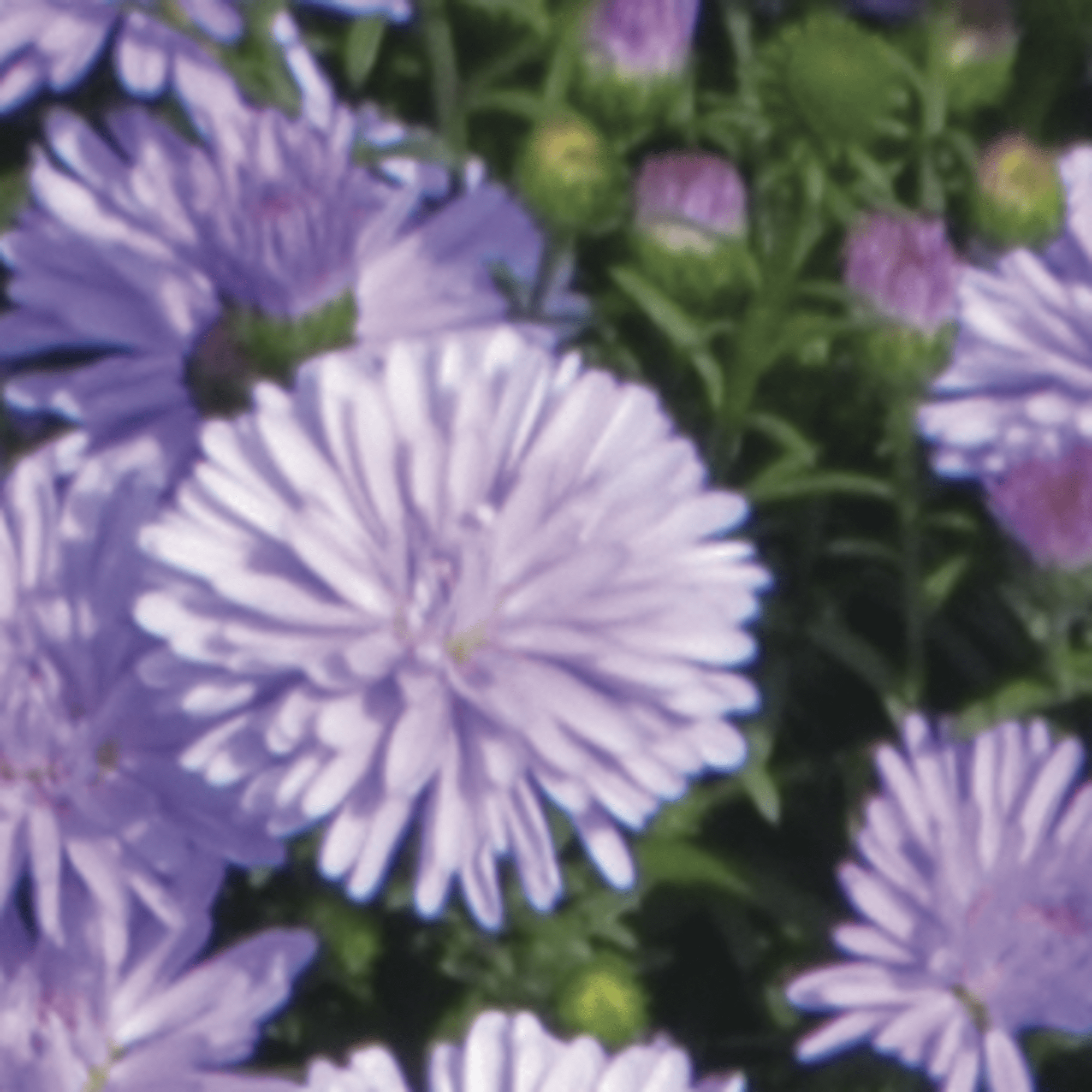 Peter™ III Blue | Syngenta Flowers