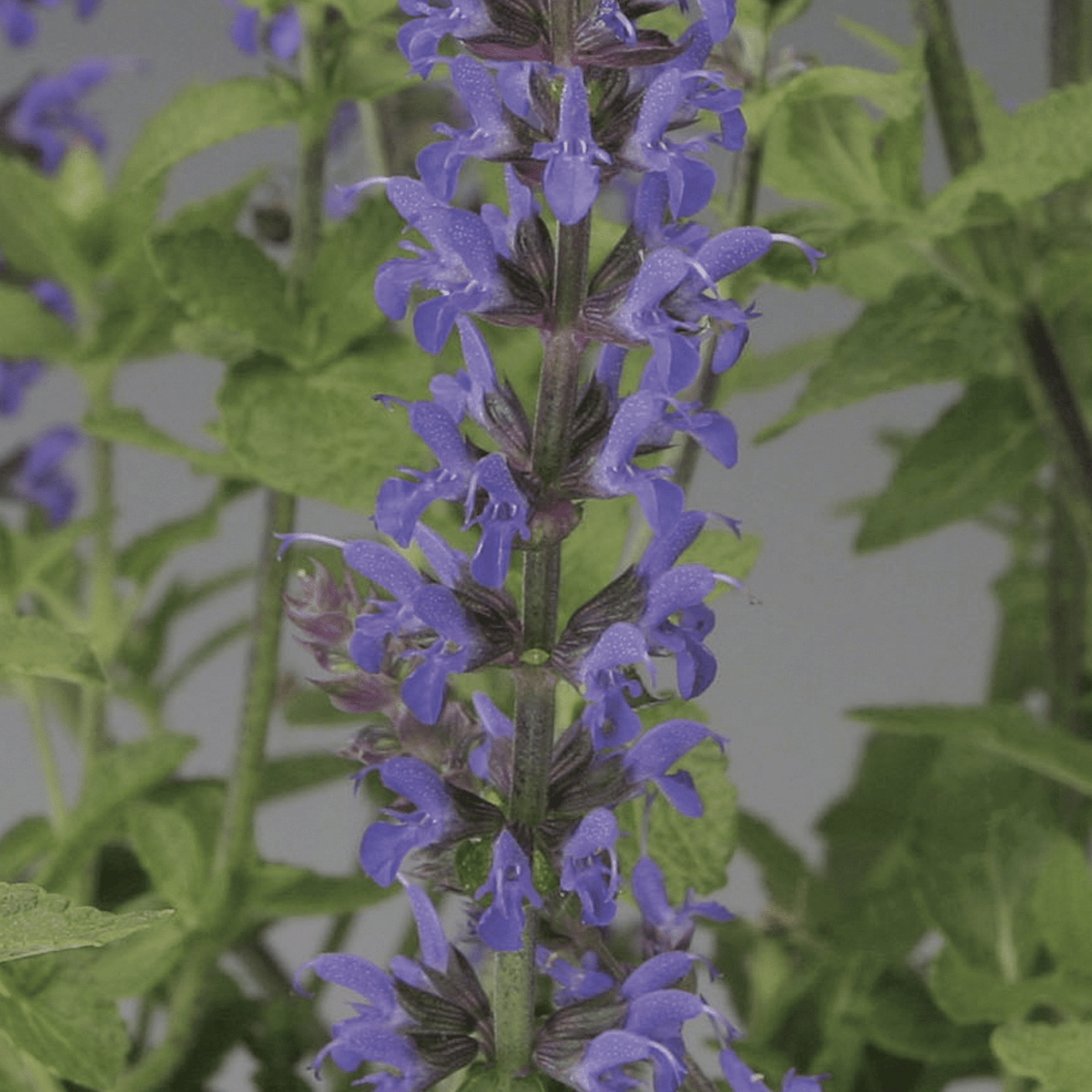 Bordeau™ Steel Blue | Syngenta Flowers