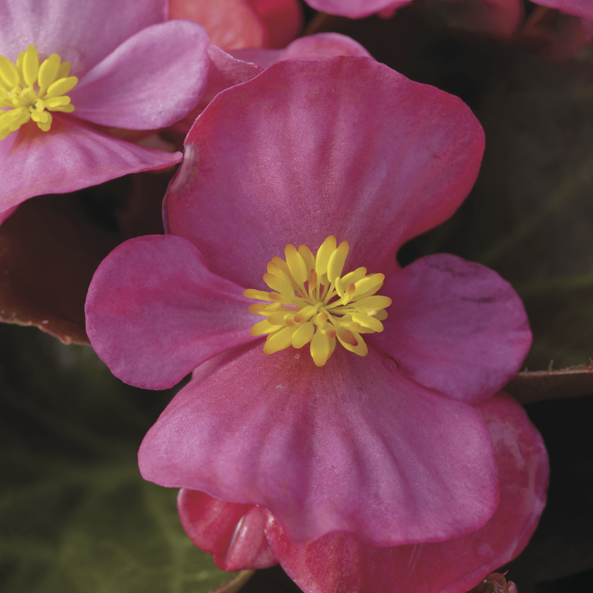 Bada Boom® Rose | Syngenta Flowers