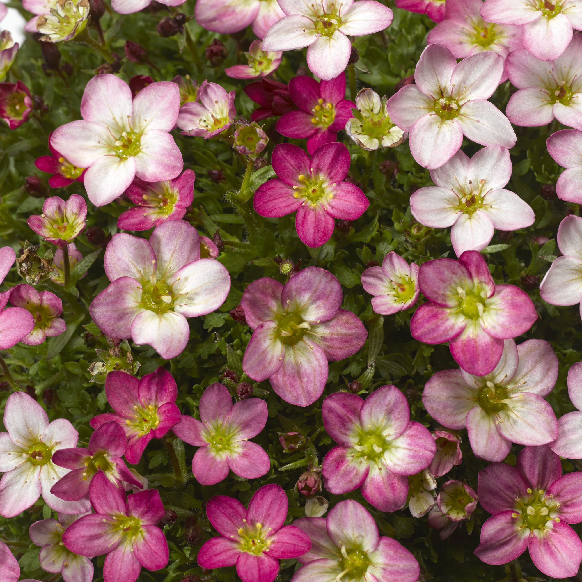 Lofty™ Pink Shades | Syngenta Flowers