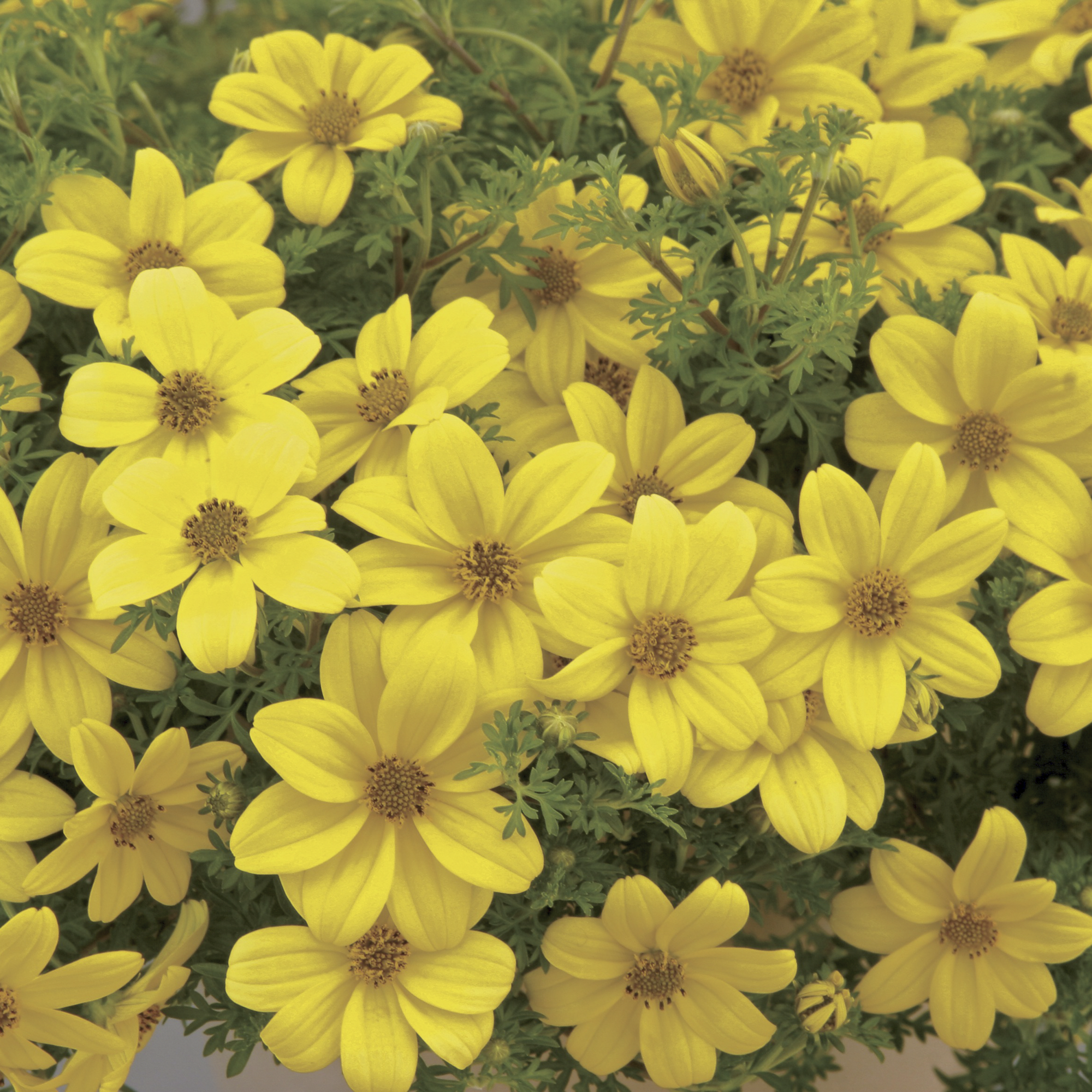 Mexican Gold™ | Syngenta Flowers