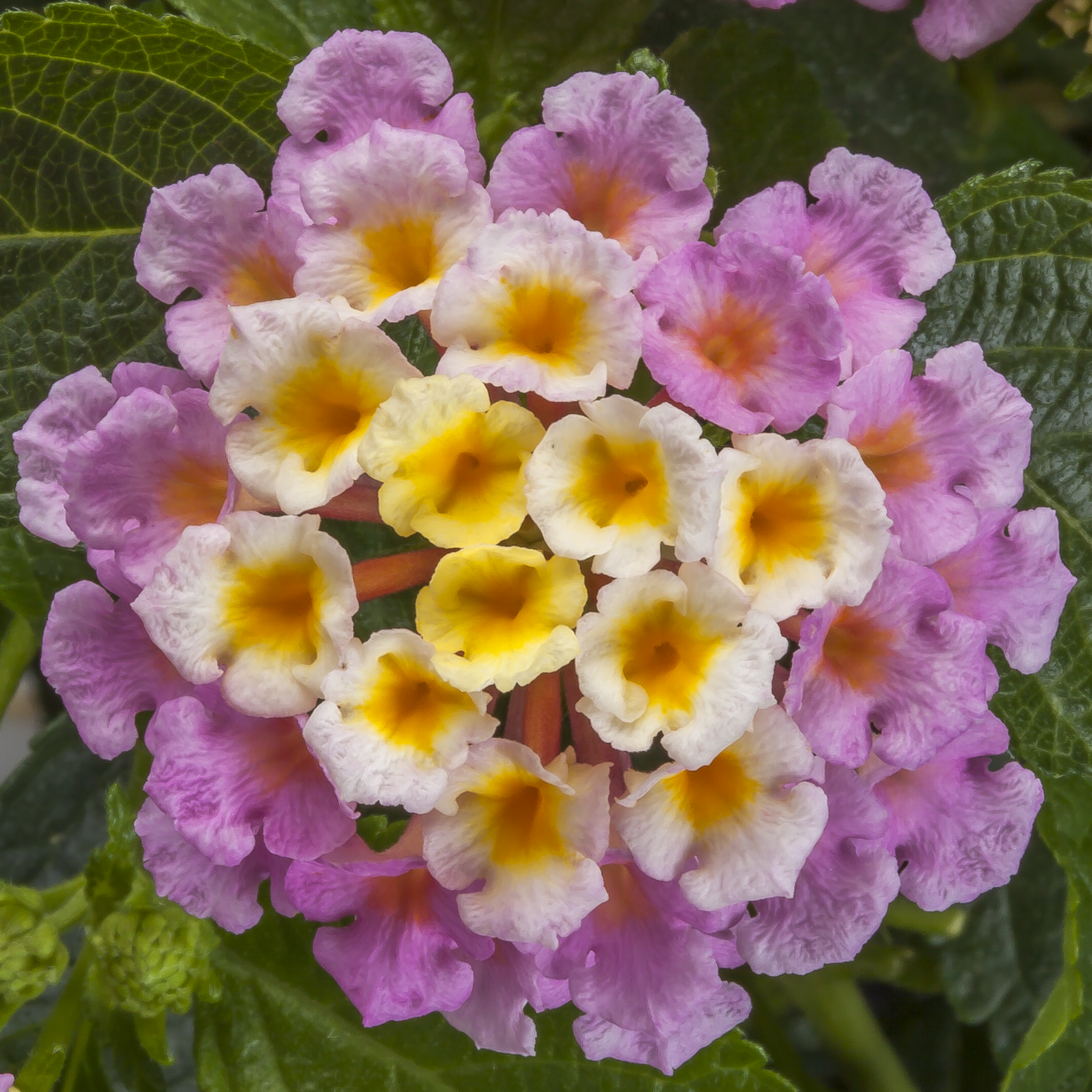 Bandolero™ Pink | Syngenta Flowers