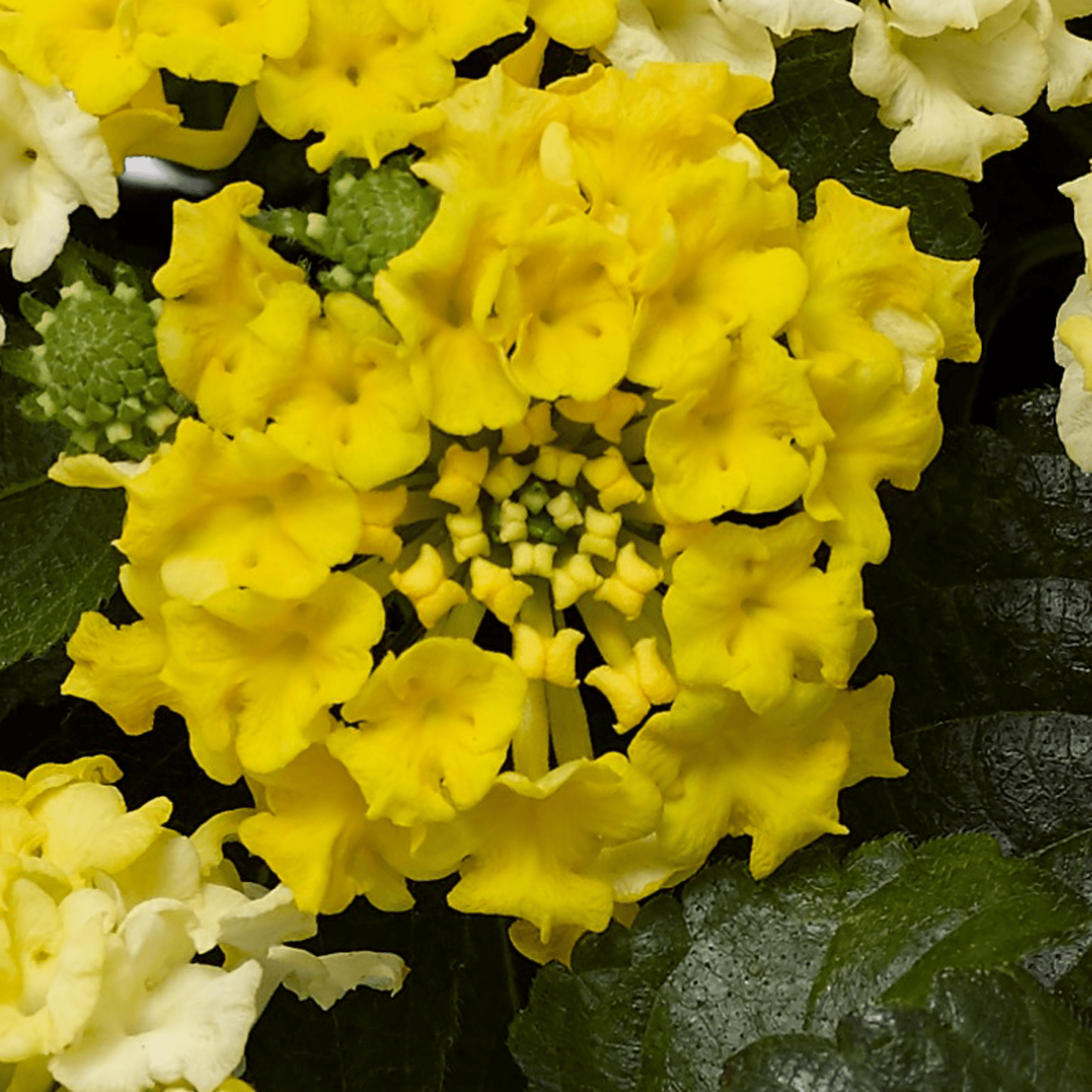 Bandito™ Lemon Zest | Syngenta Flowers