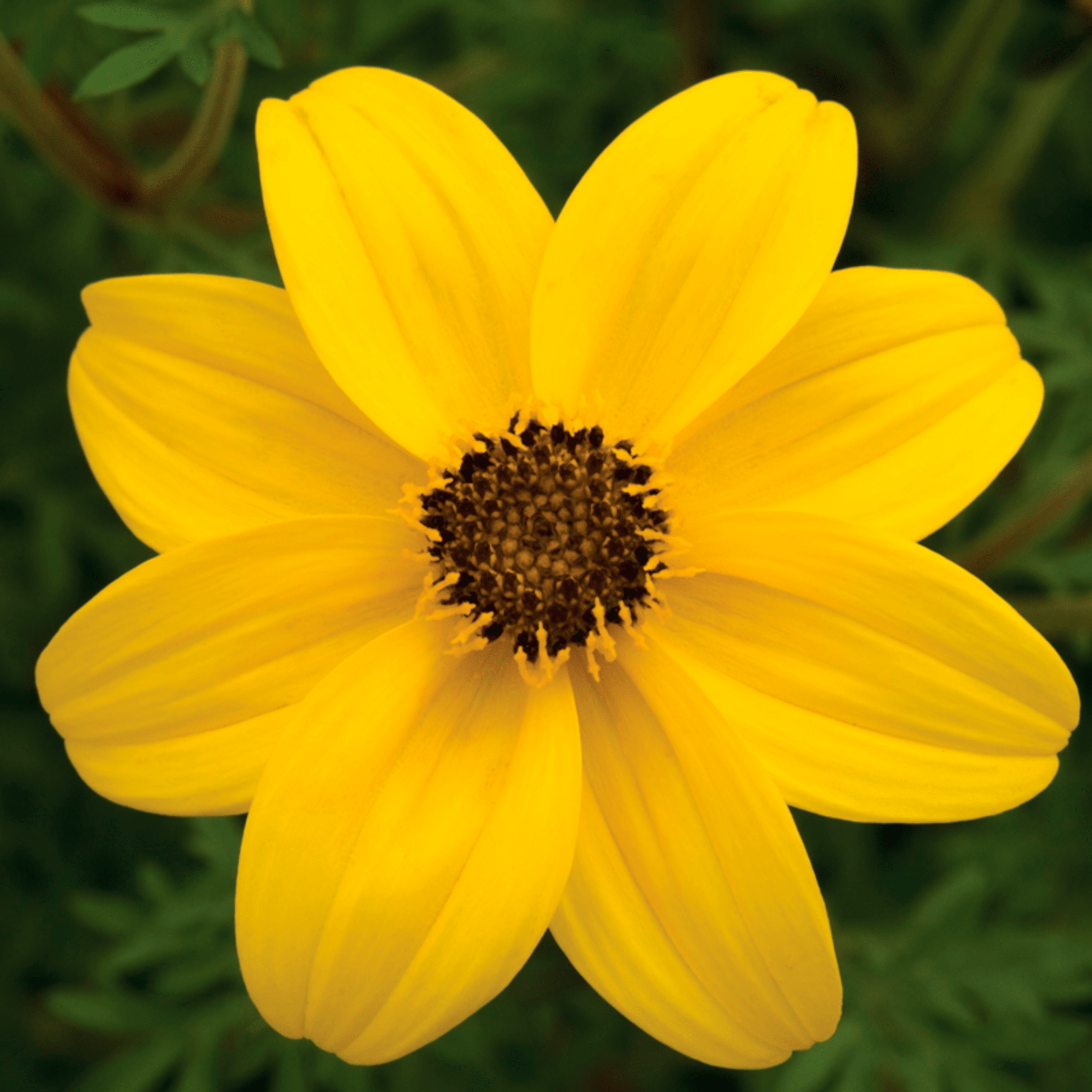 Mexican Gold™ Jumbo | Syngenta Flowers