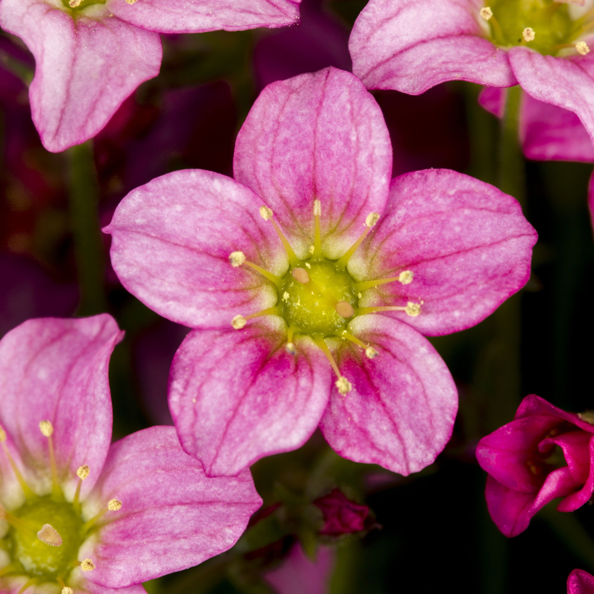 Alpino™ Early Carnival | Syngenta Flowers