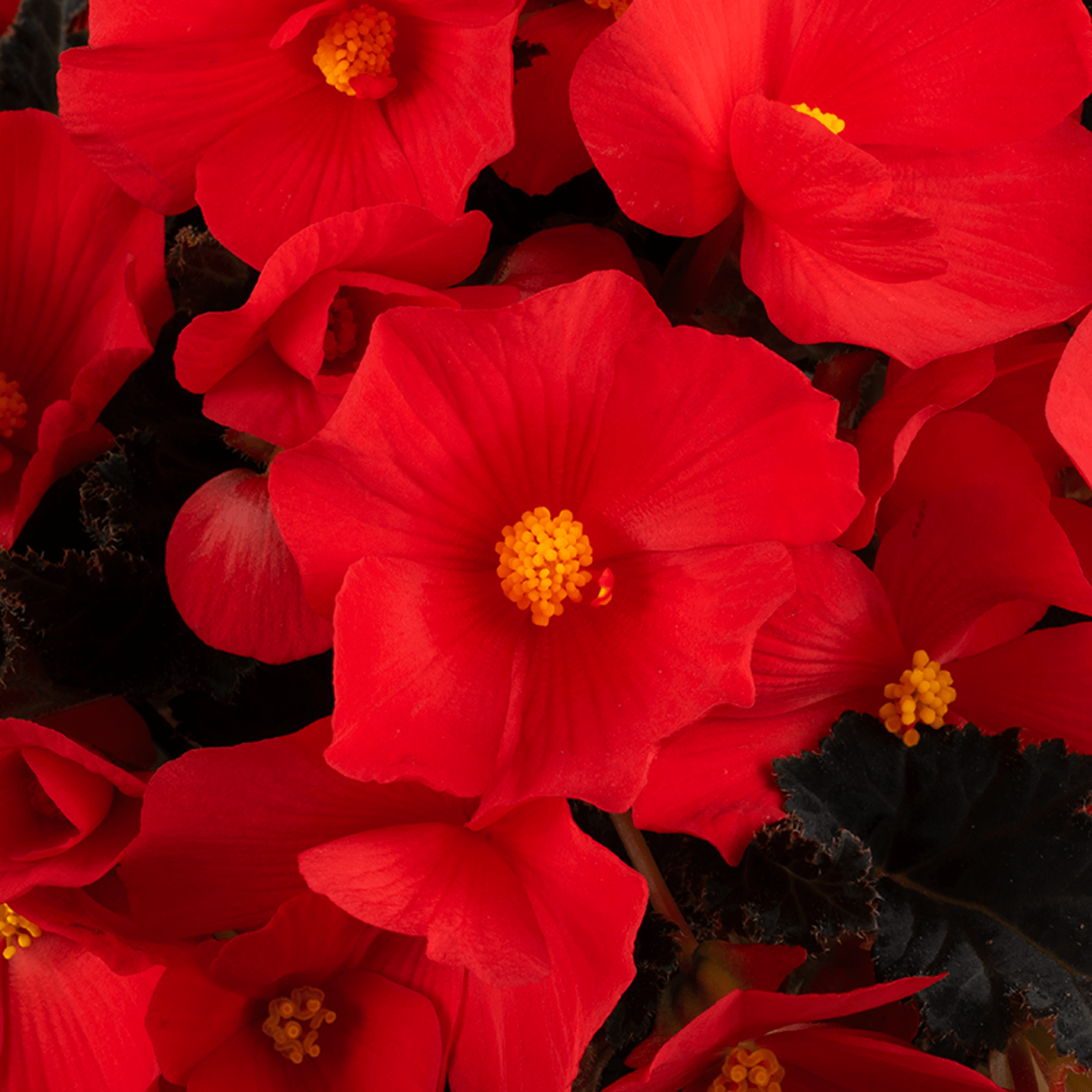 Florencio™ Red | Syngenta Flowers