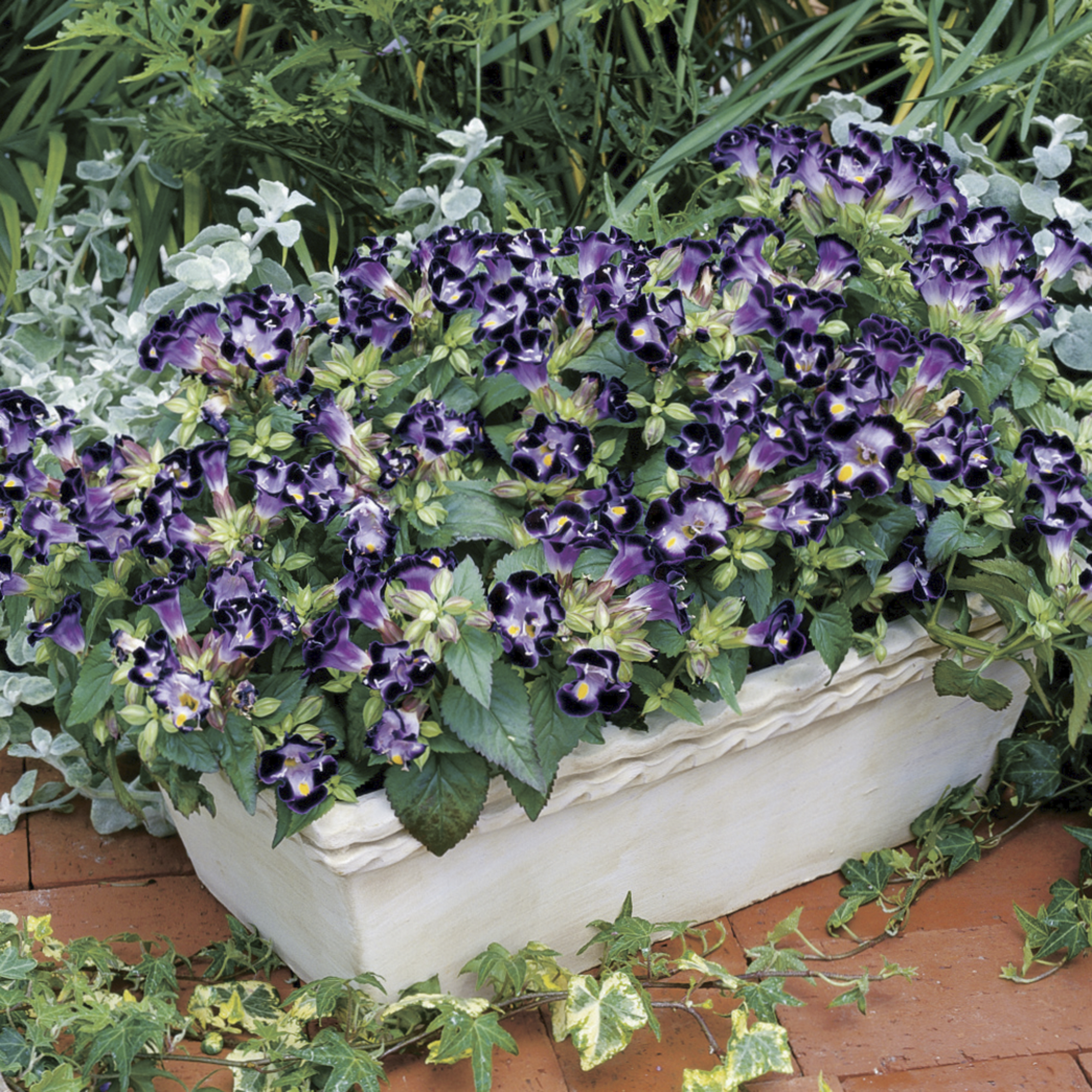 Duchess™ Mix | Syngenta Flowers