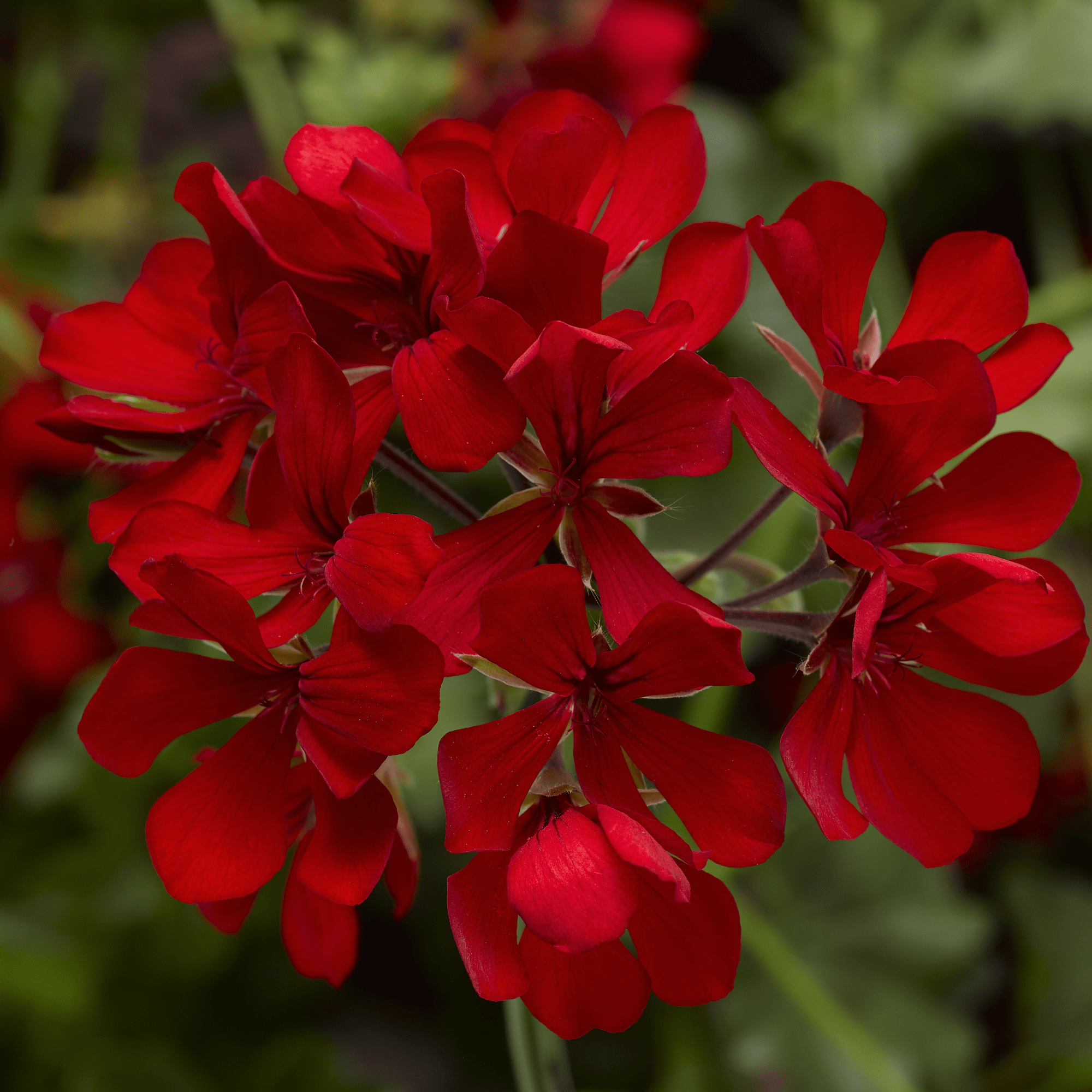 Cascade Dark Red | Syngenta Flowers