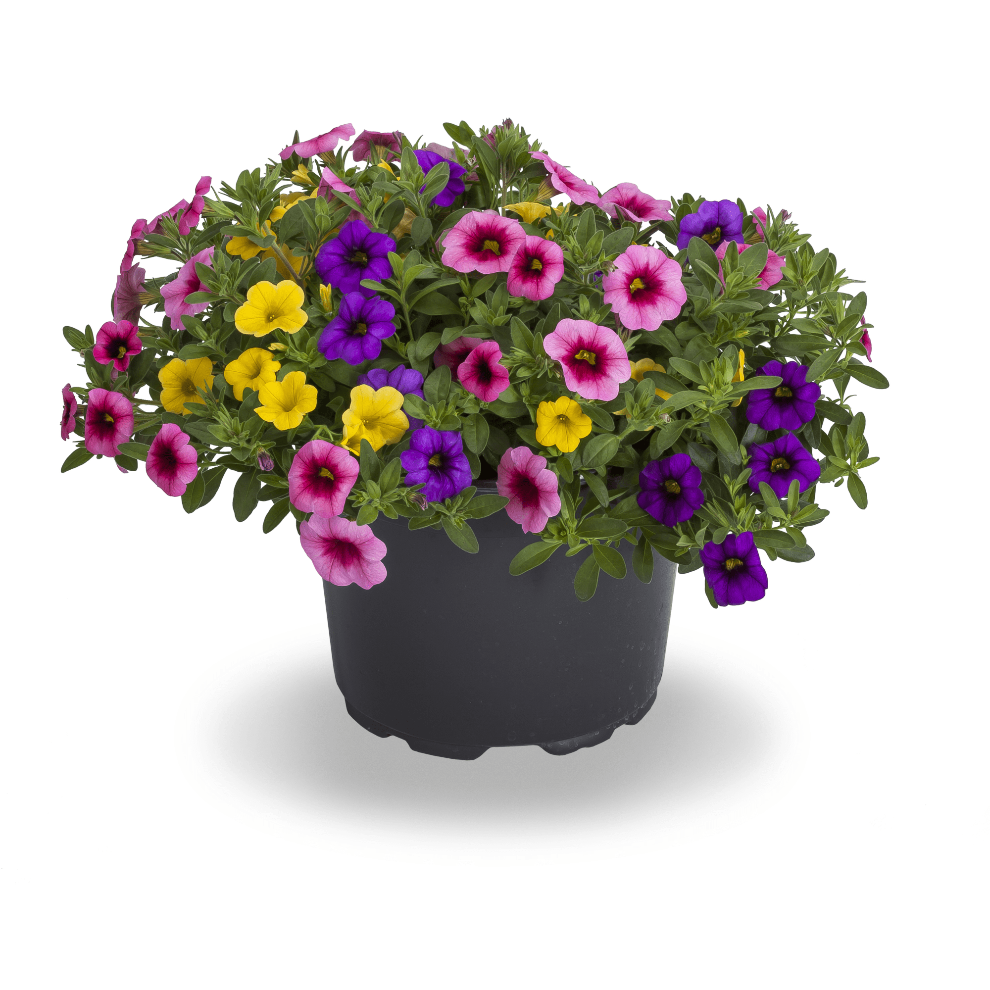 Cabrio™ Road Trip™ Mix | Syngenta Flowers