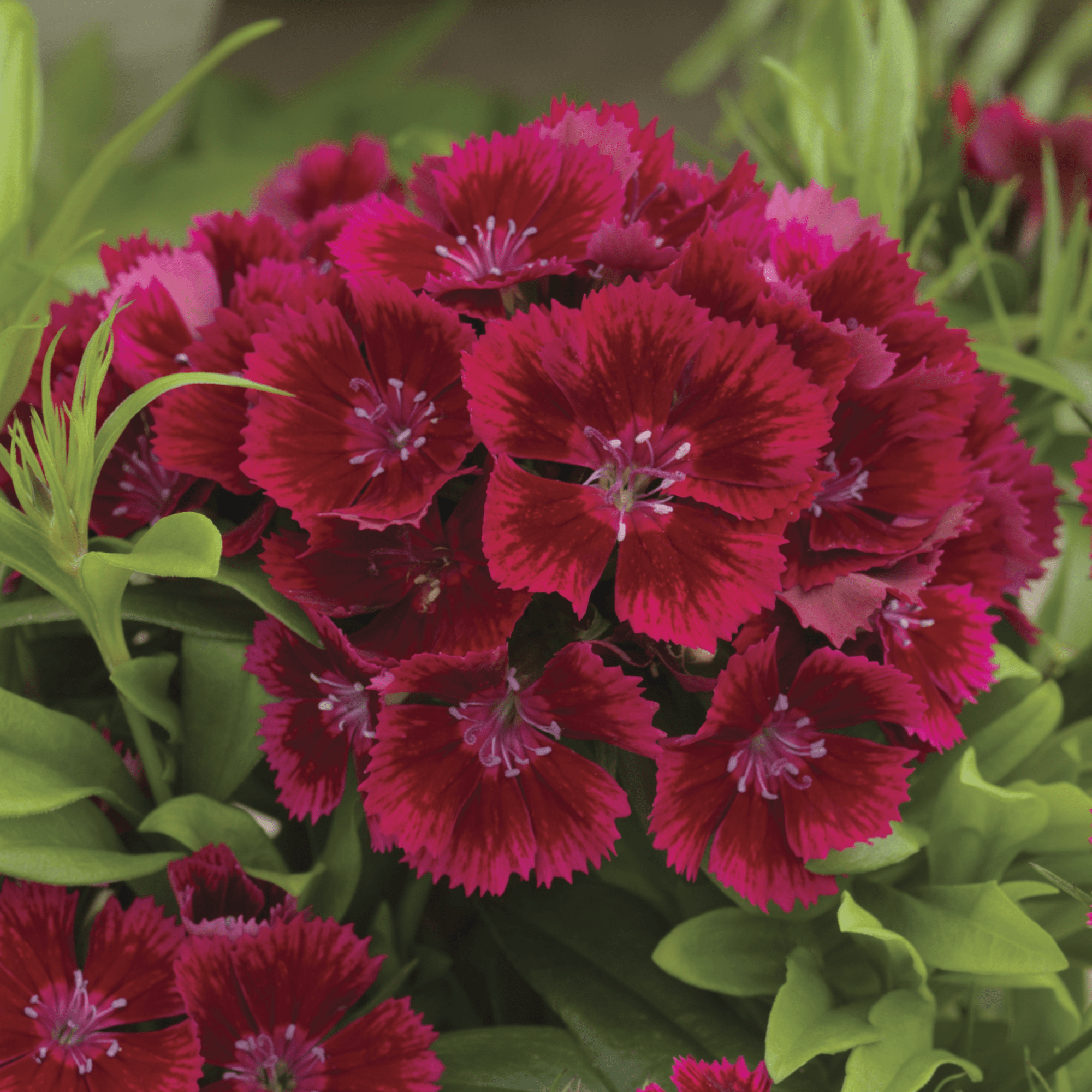 Diabunda® Red | Syngenta Flowers