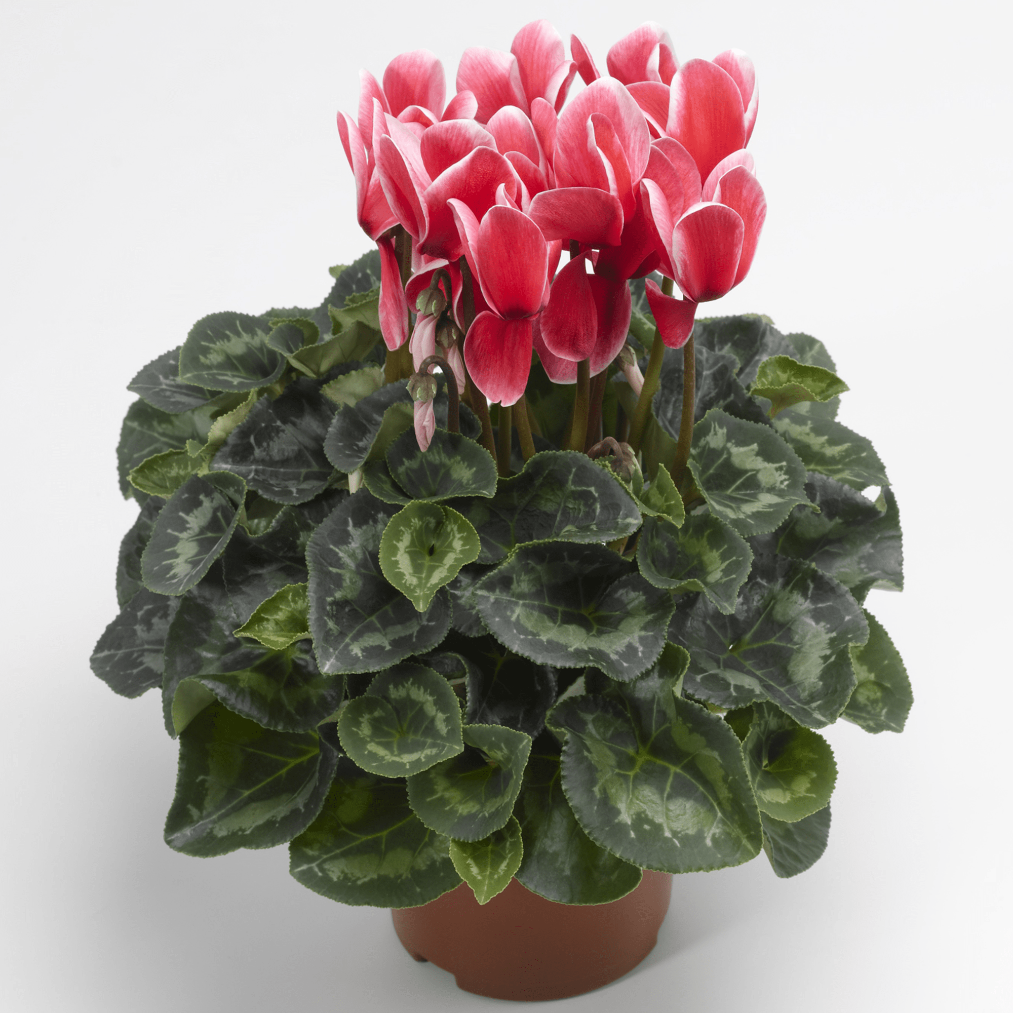 Sierra™ Shine Scarlet | Syngenta Flowers