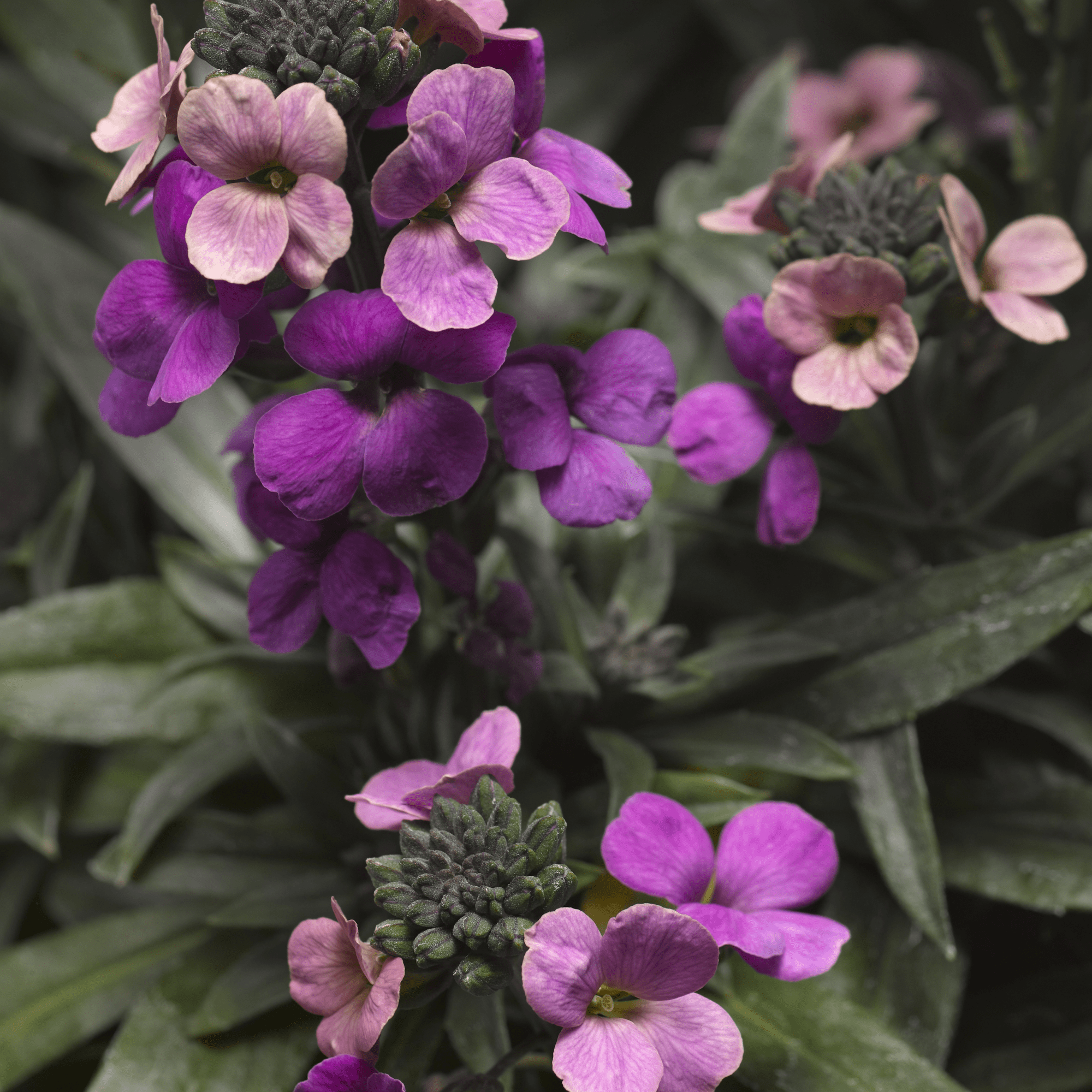 Super Bowl™ Compact Purple | Syngenta Flowers