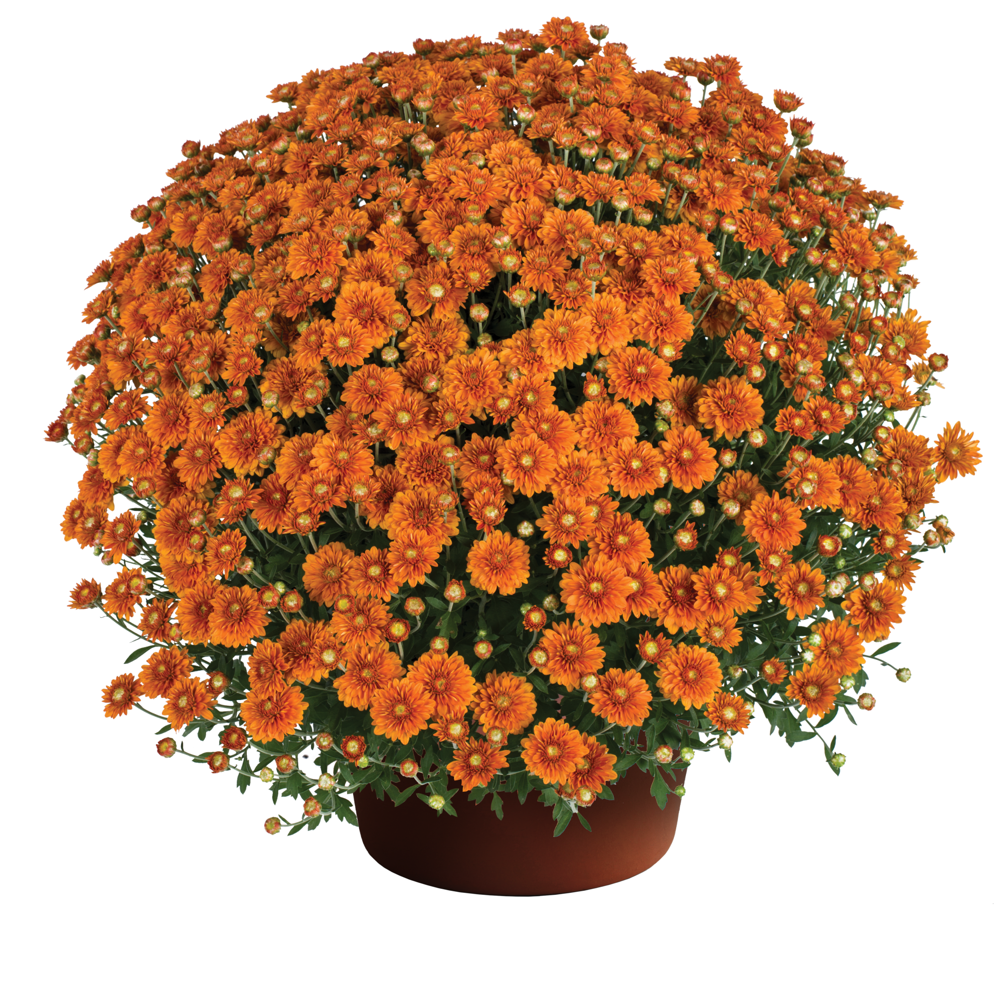 Hannah™ Orange | Syngenta Flowers