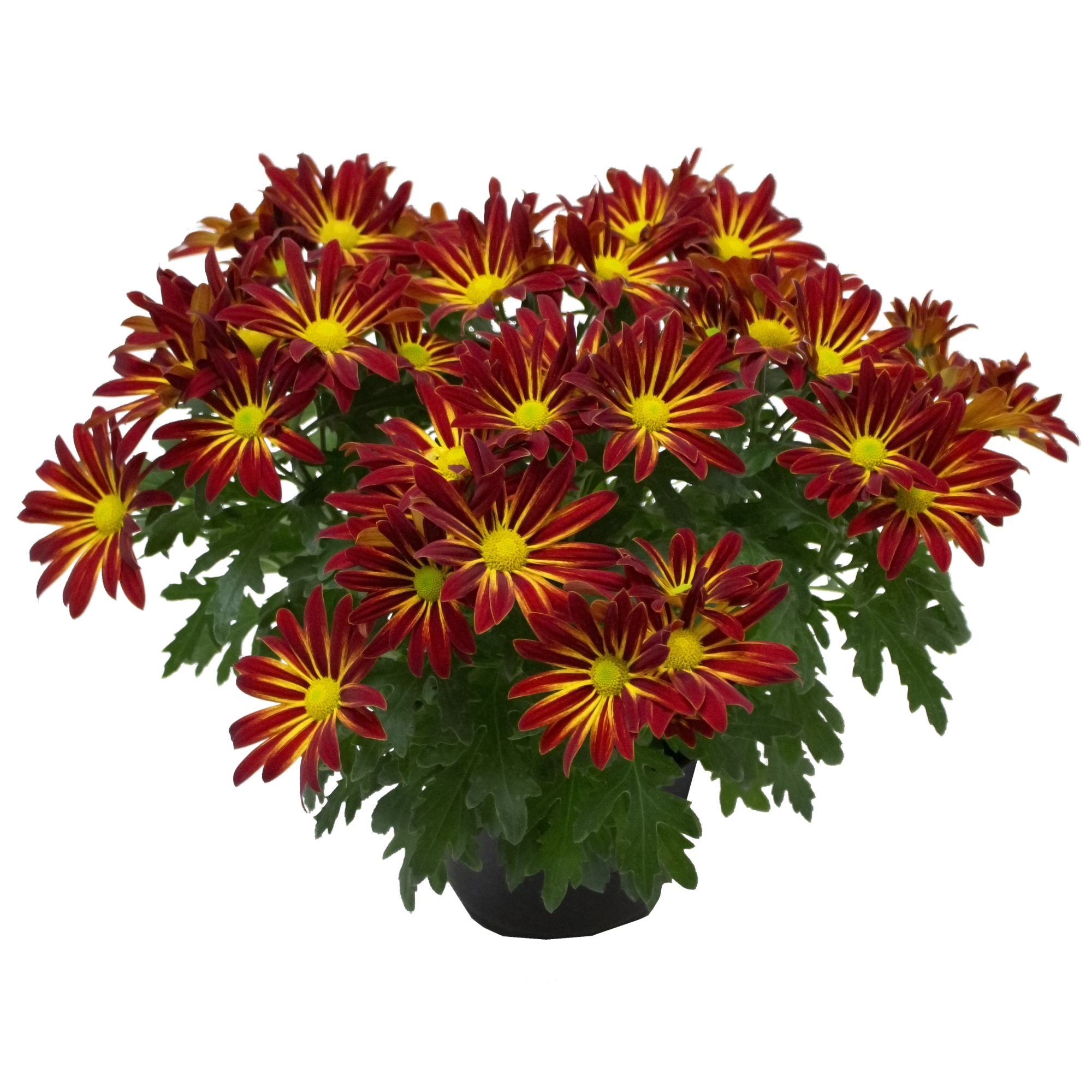 Pelee™ Island | Syngenta Flowers