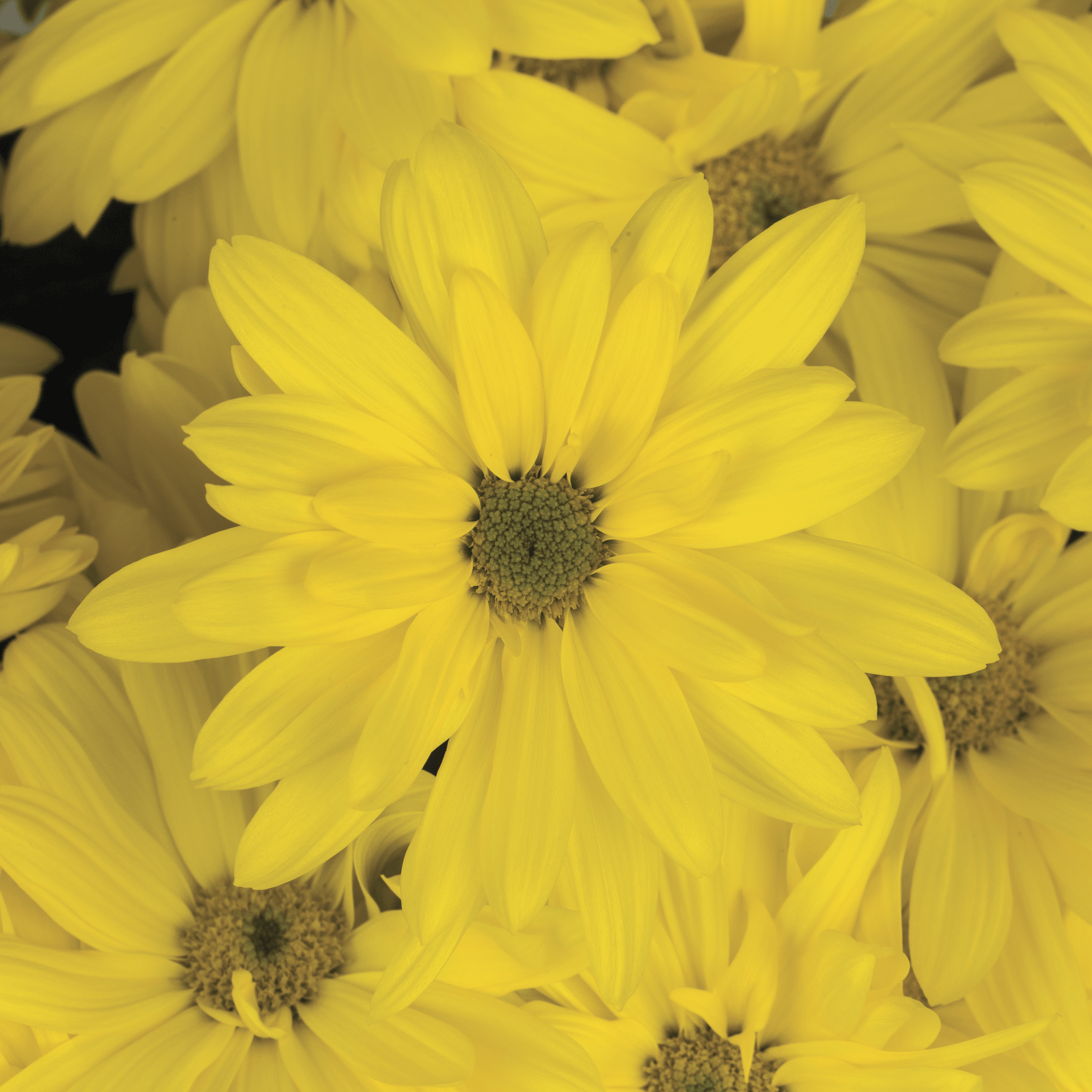Blush™ Sunny | Syngenta Flowers