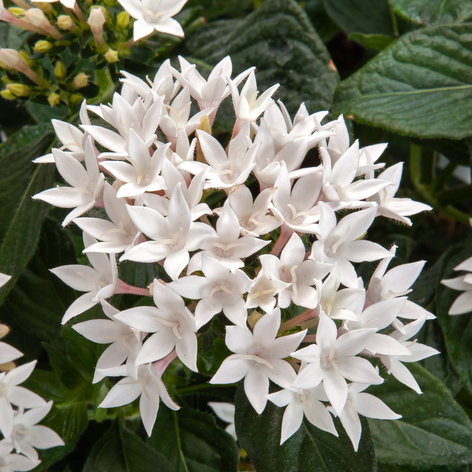 Starcluster™ Cascade White | Syngenta Flowers