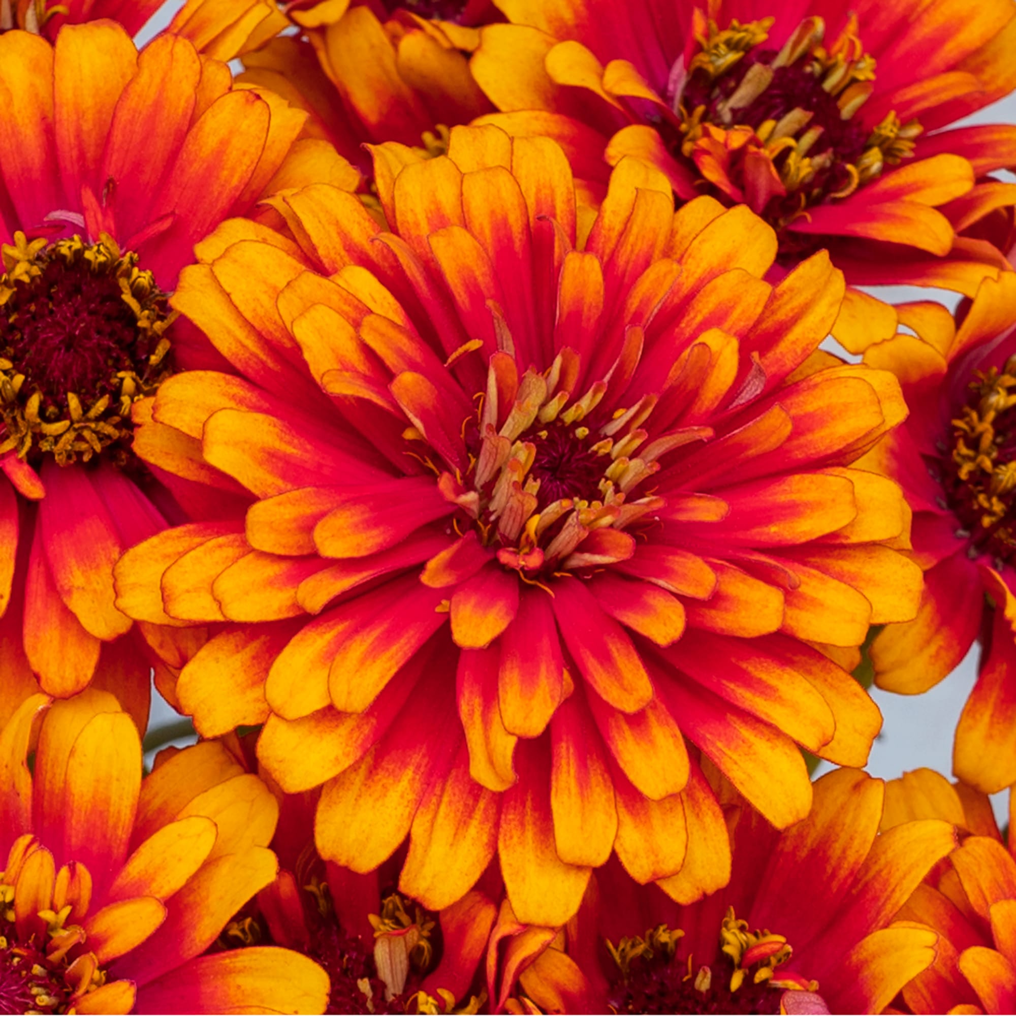 Zowie!™ Yellow Flame | Syngenta Flowers