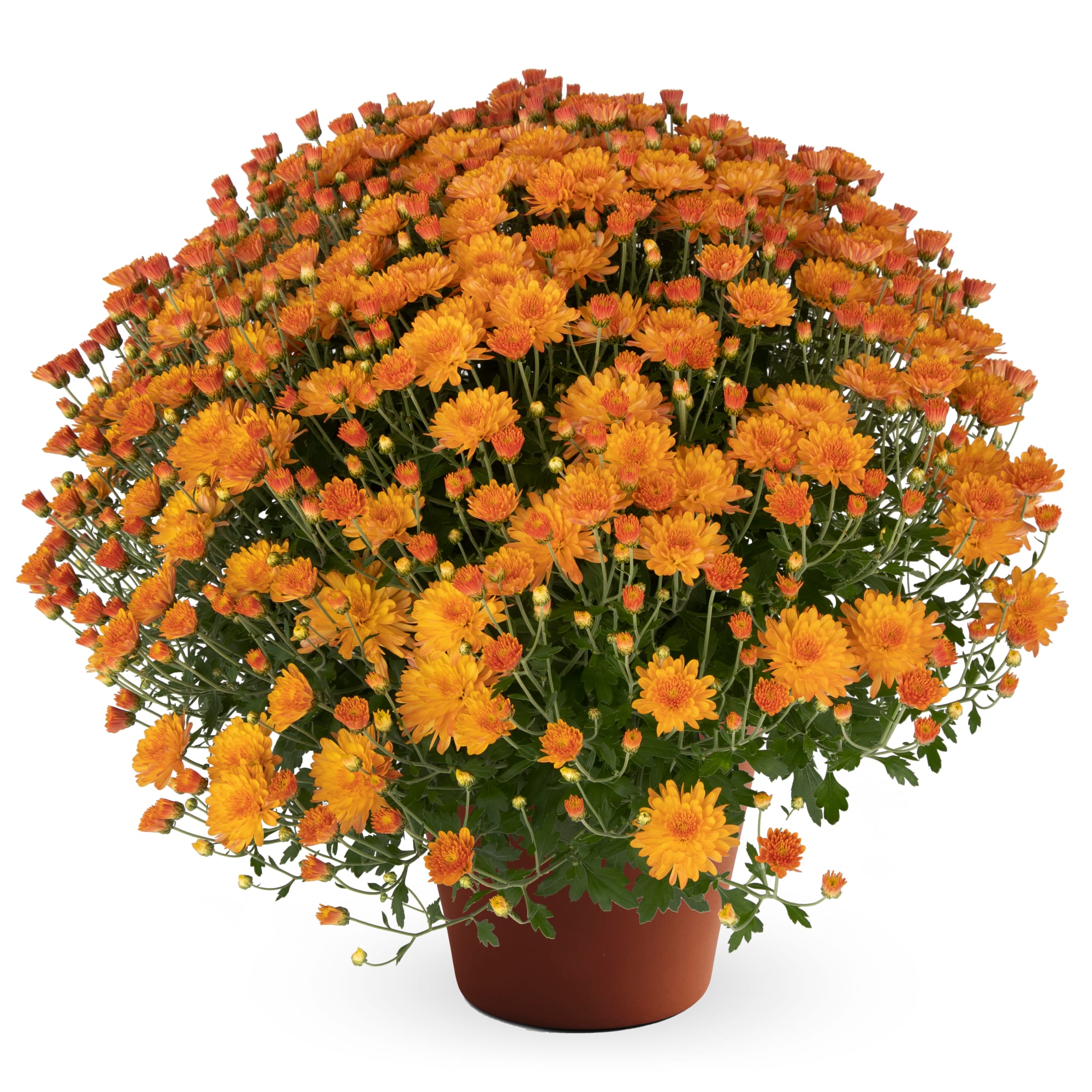 Pamela™ Orange | Syngenta Flowers