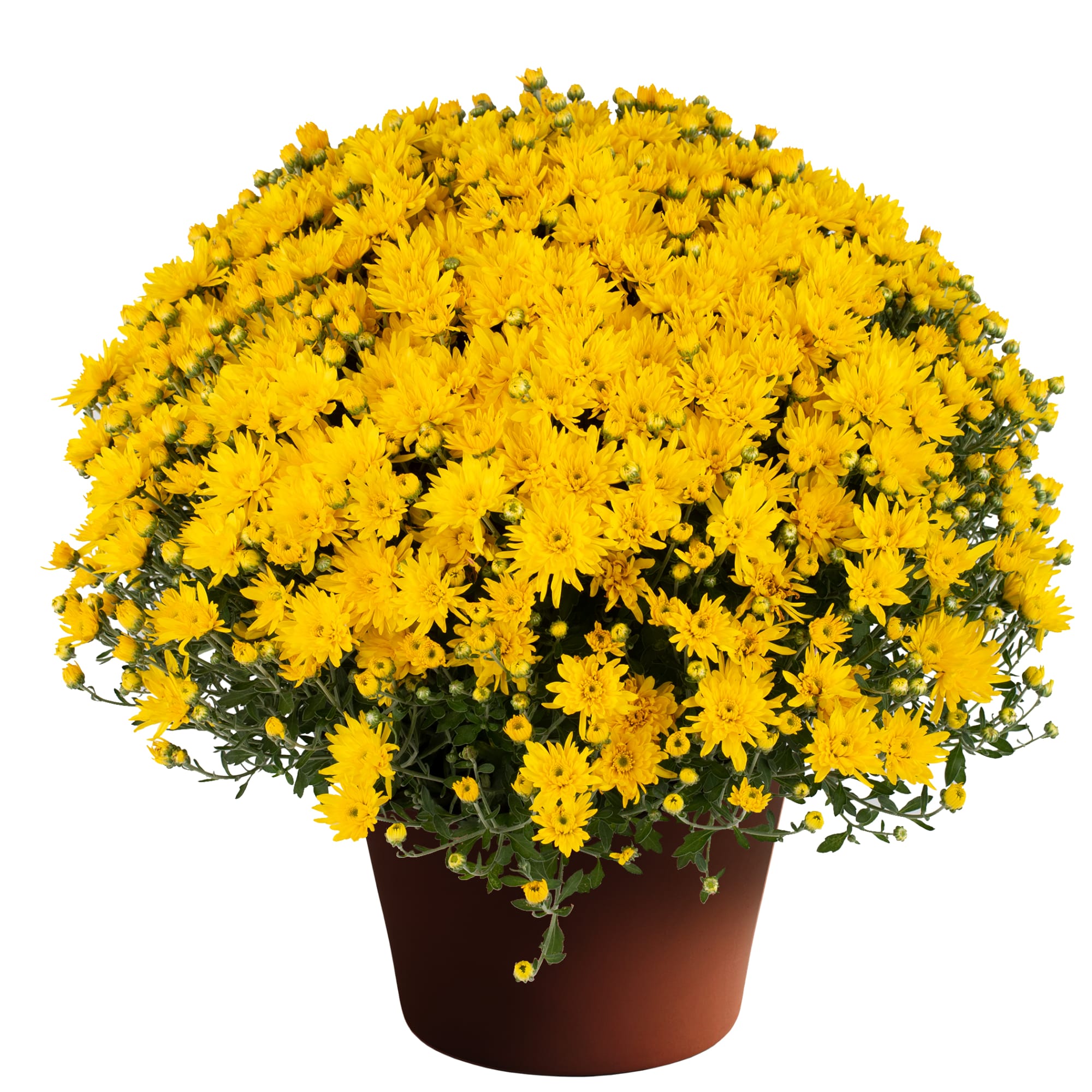 Yolanda™ Yellow | Syngenta Flowers