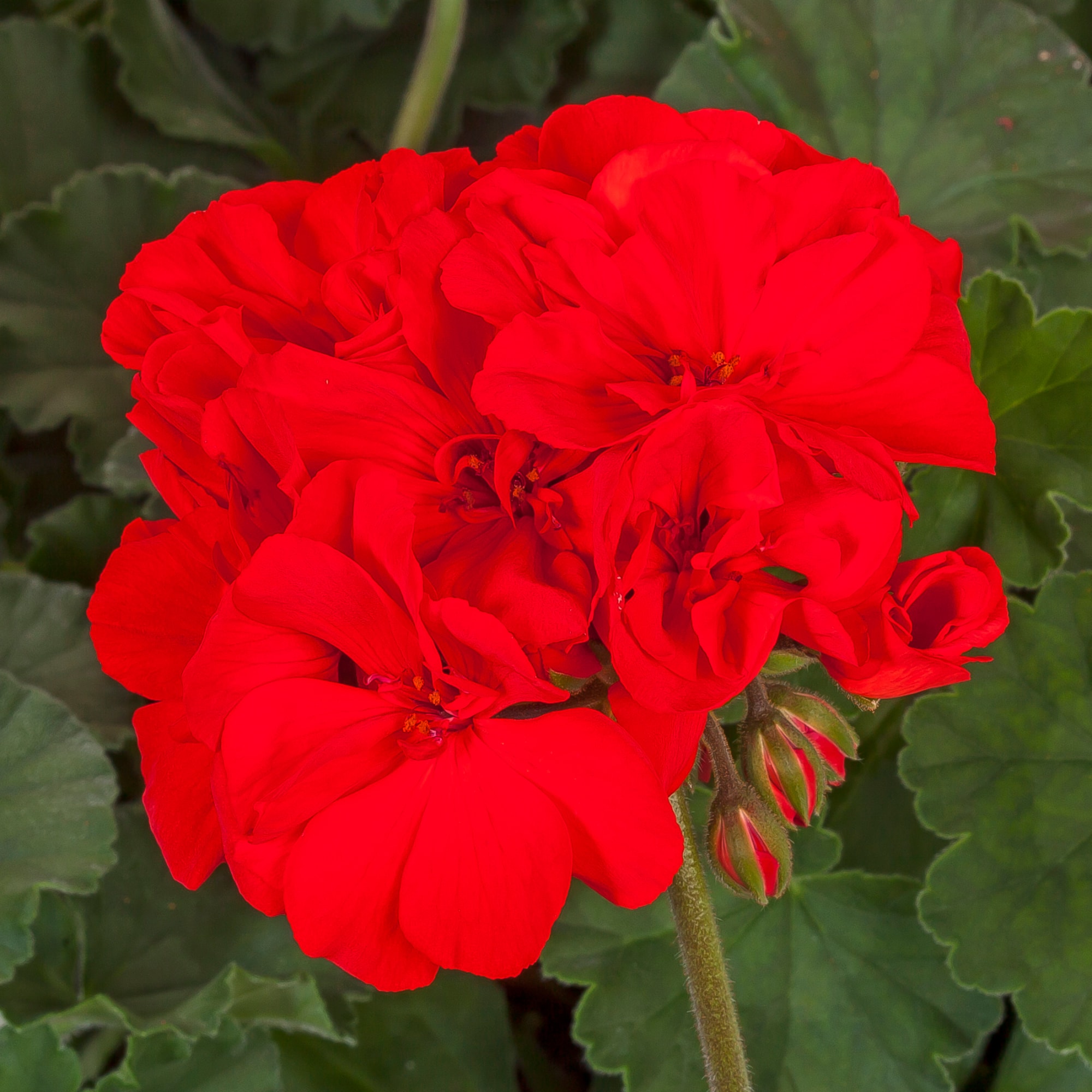 Mojo™ Scarlet | Syngenta Flowers