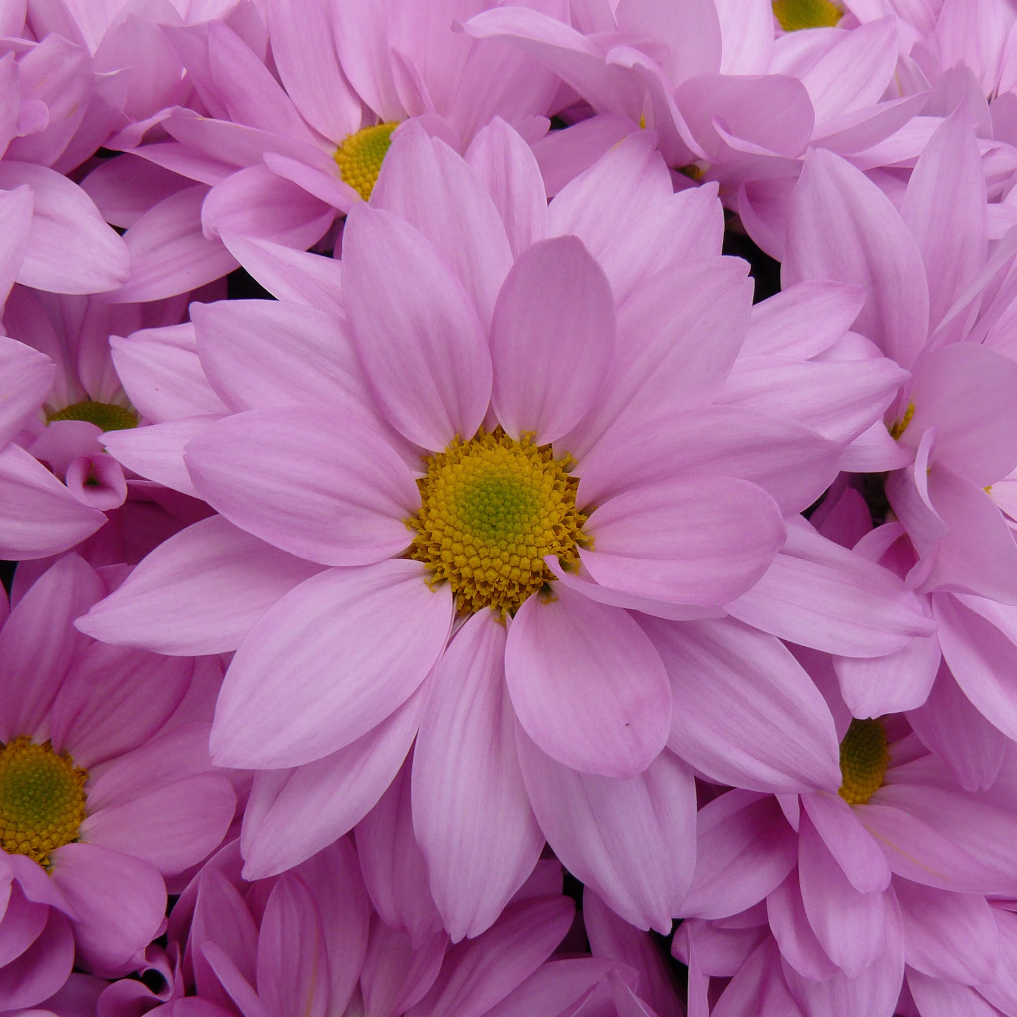Grandview™ Light Pink | Syngenta Flowers