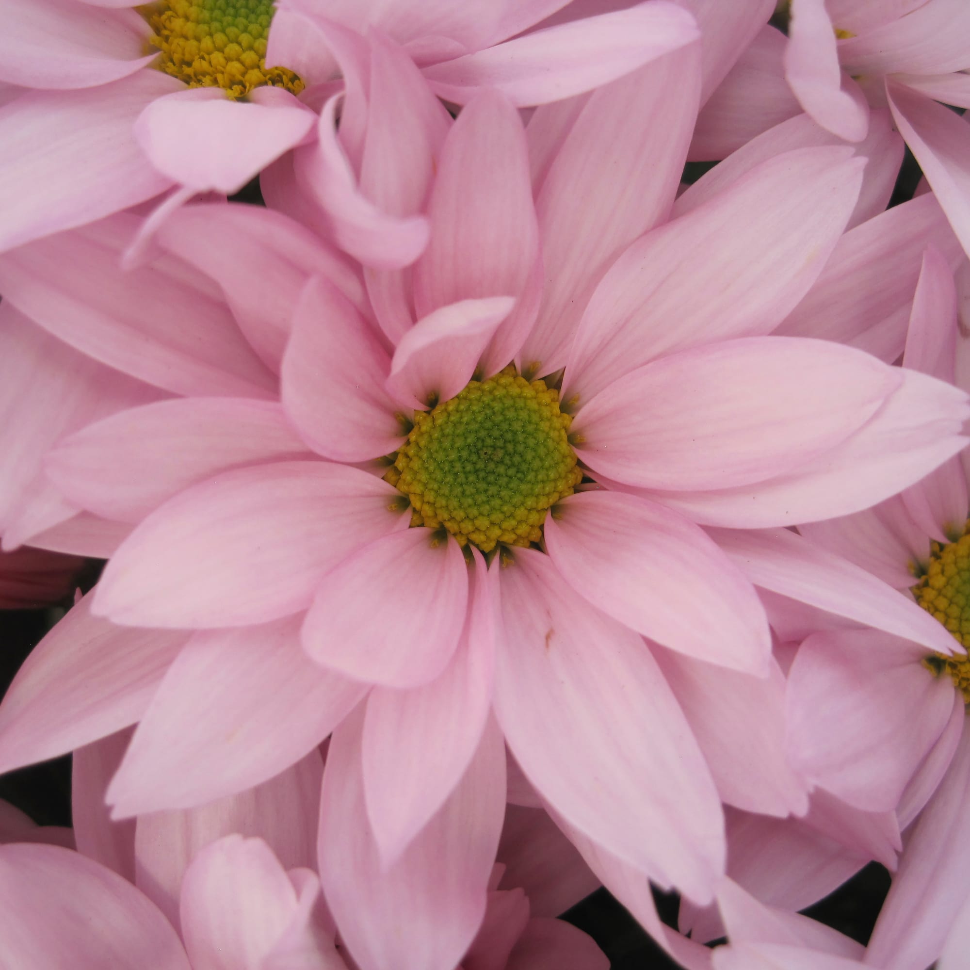 Grandview™ Light Pink | Syngenta Flowers