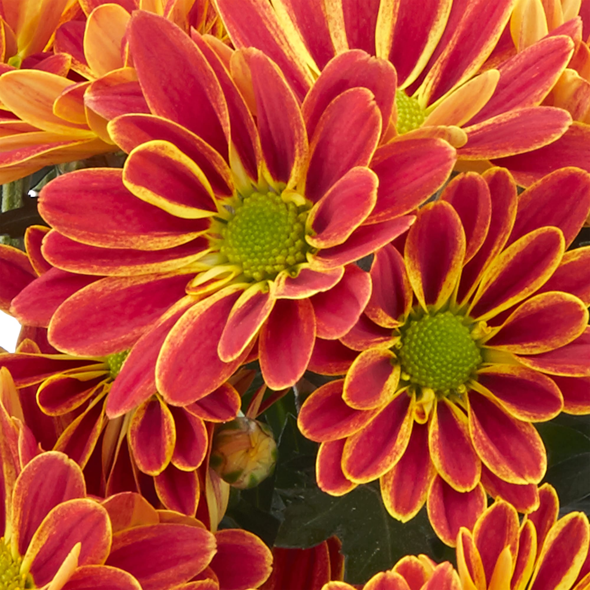 Artistic™ Armin Red | Syngenta Flowers