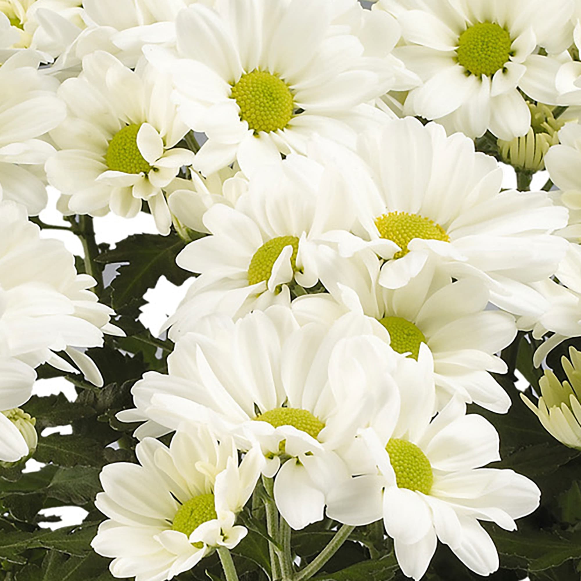Mount® Runca | Syngenta Flowers