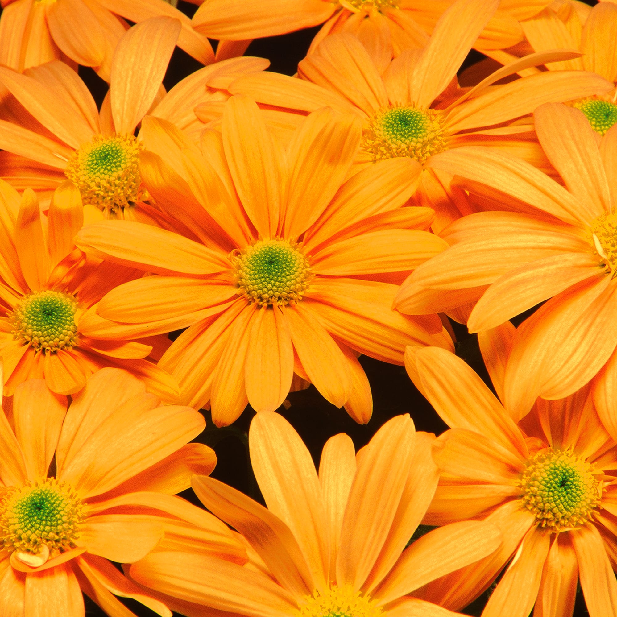 Blush™ Orange | Syngenta Flowers