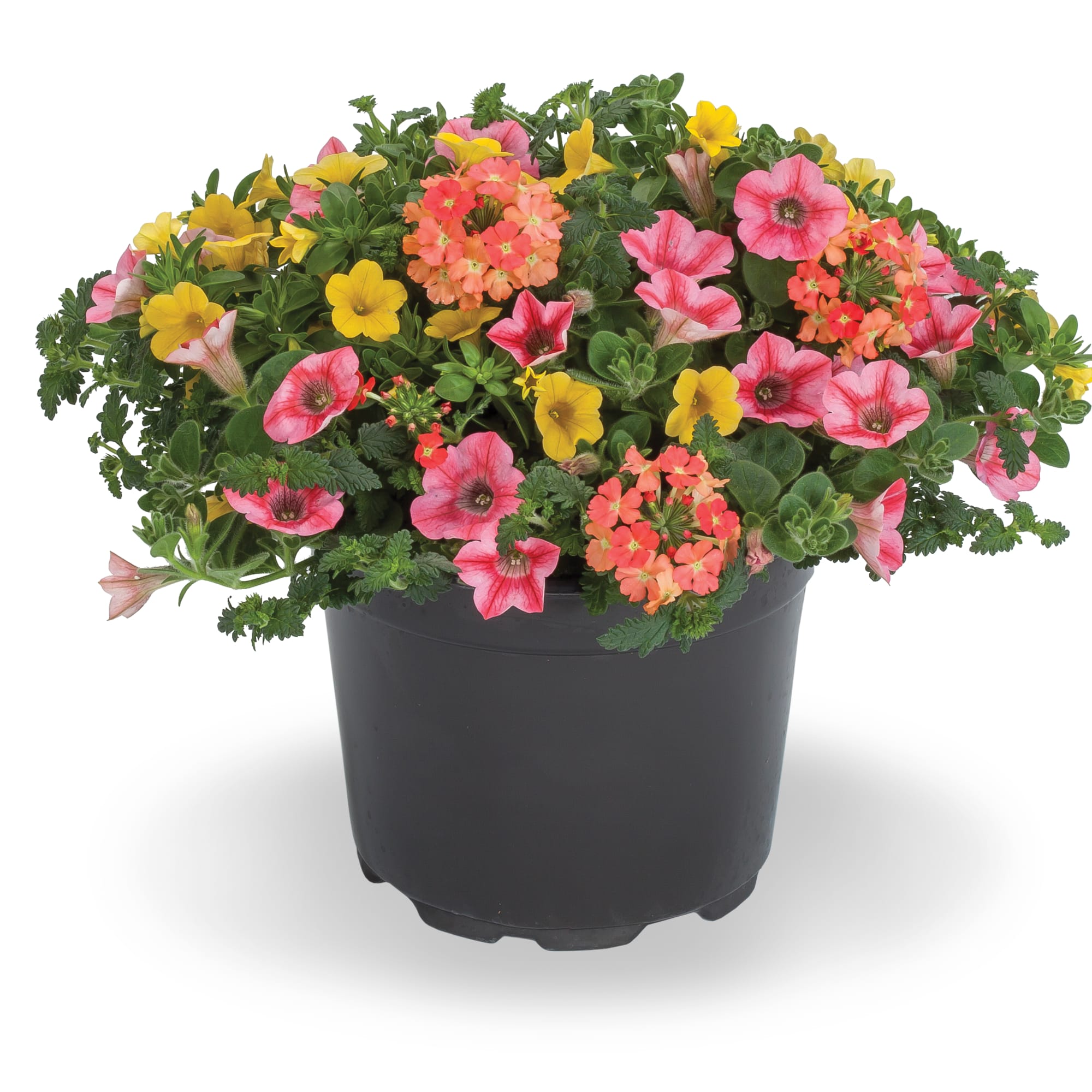 Beach Bum™ Mix | Syngenta Flowers