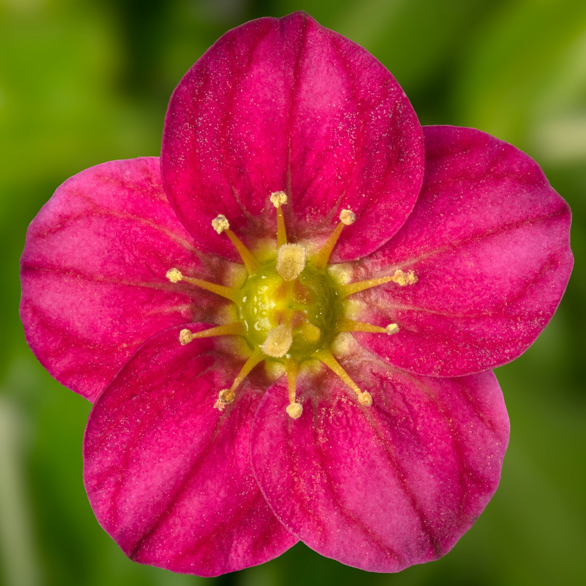 Alpino™ Early Carnival | Syngenta Flowers