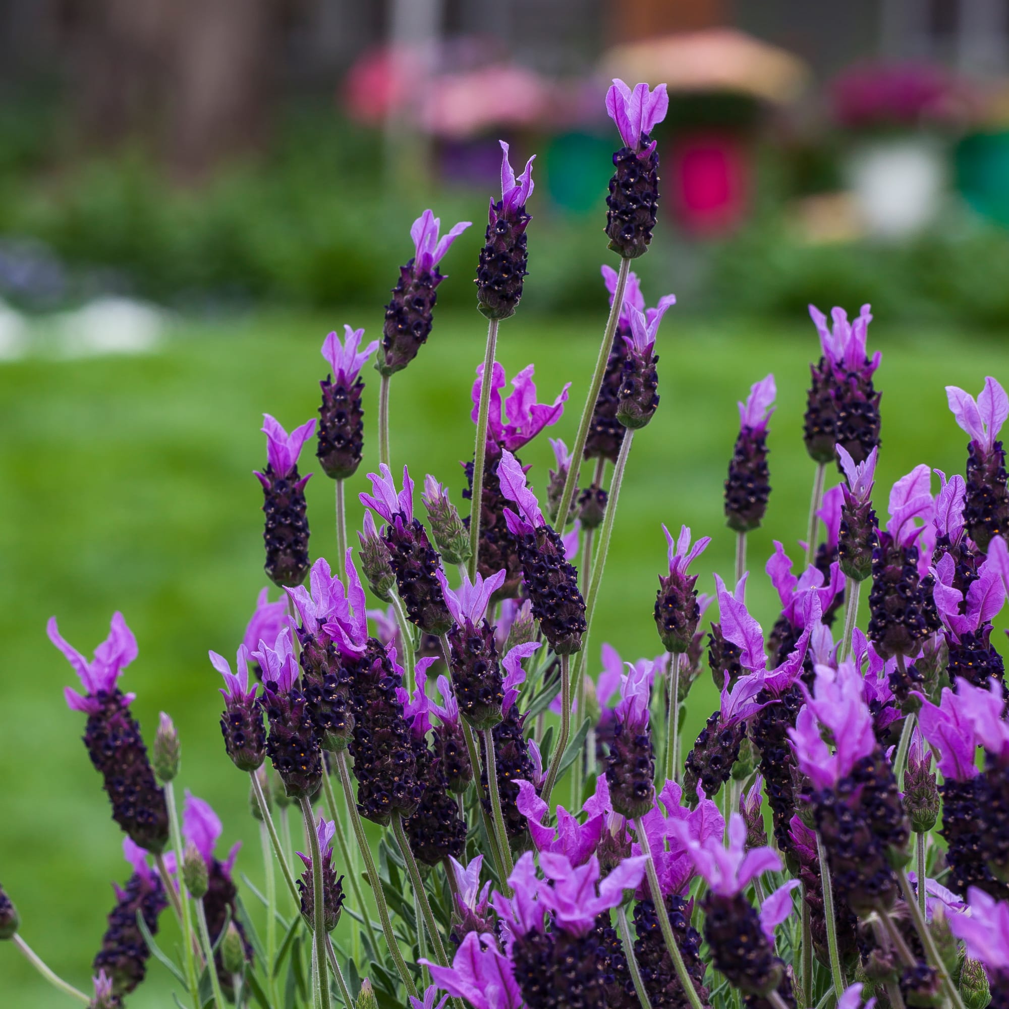 Violeta™ Purple XL | Syngenta Flowers