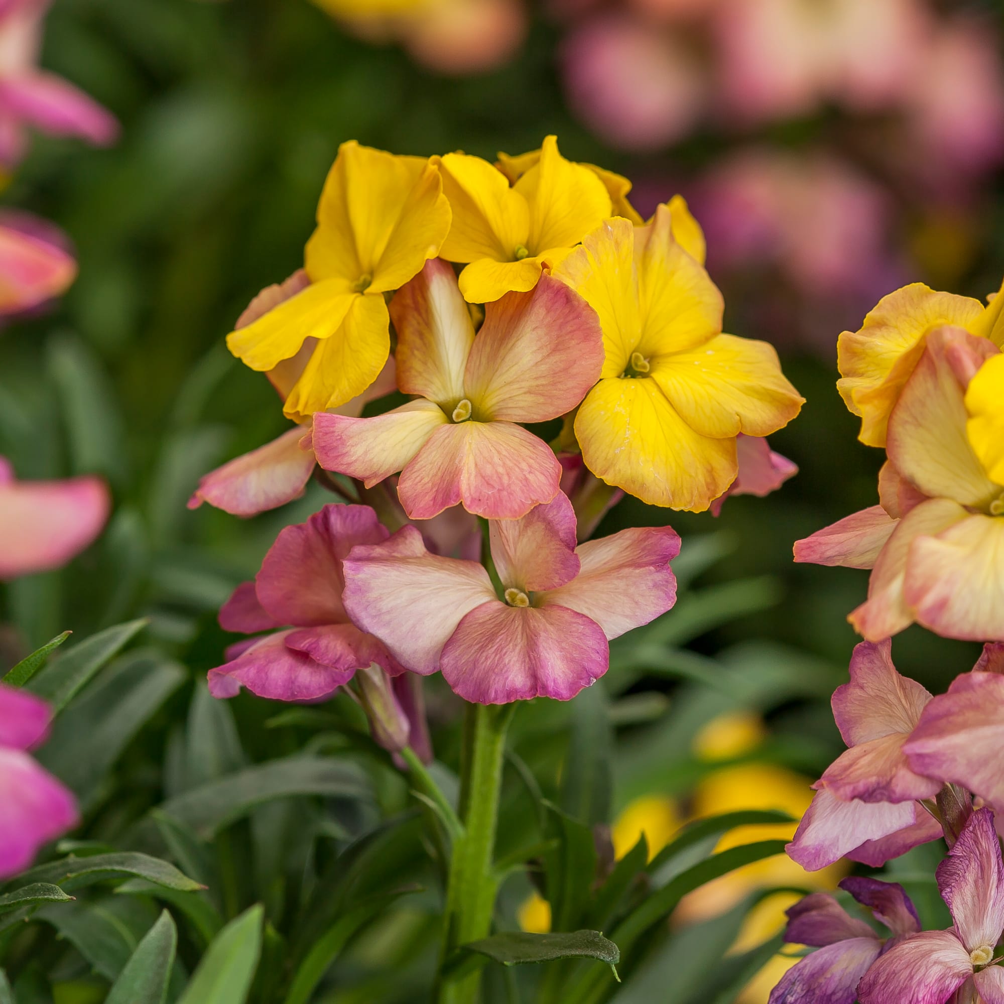 Erysistible™ Tricolor | Syngenta Flowers