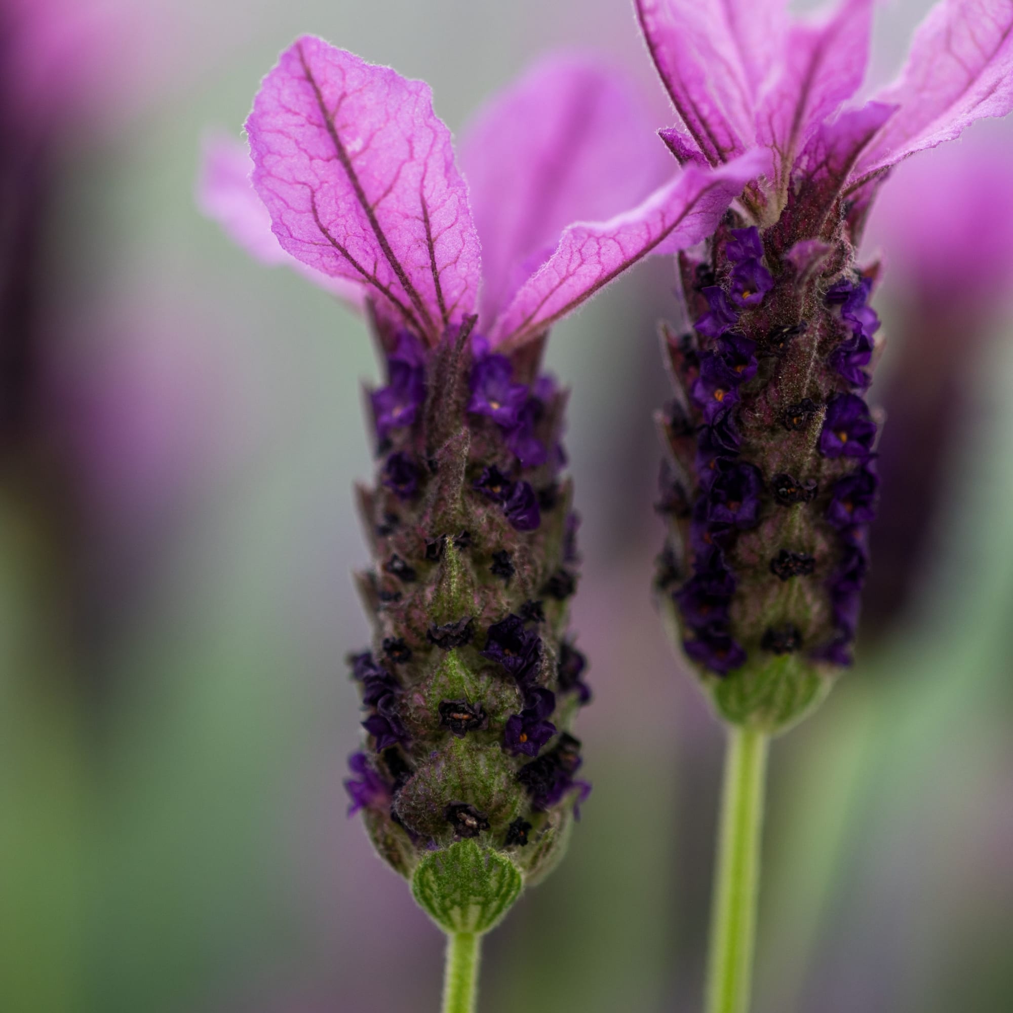 Javelin™ Compact Purple | Syngenta Flowers