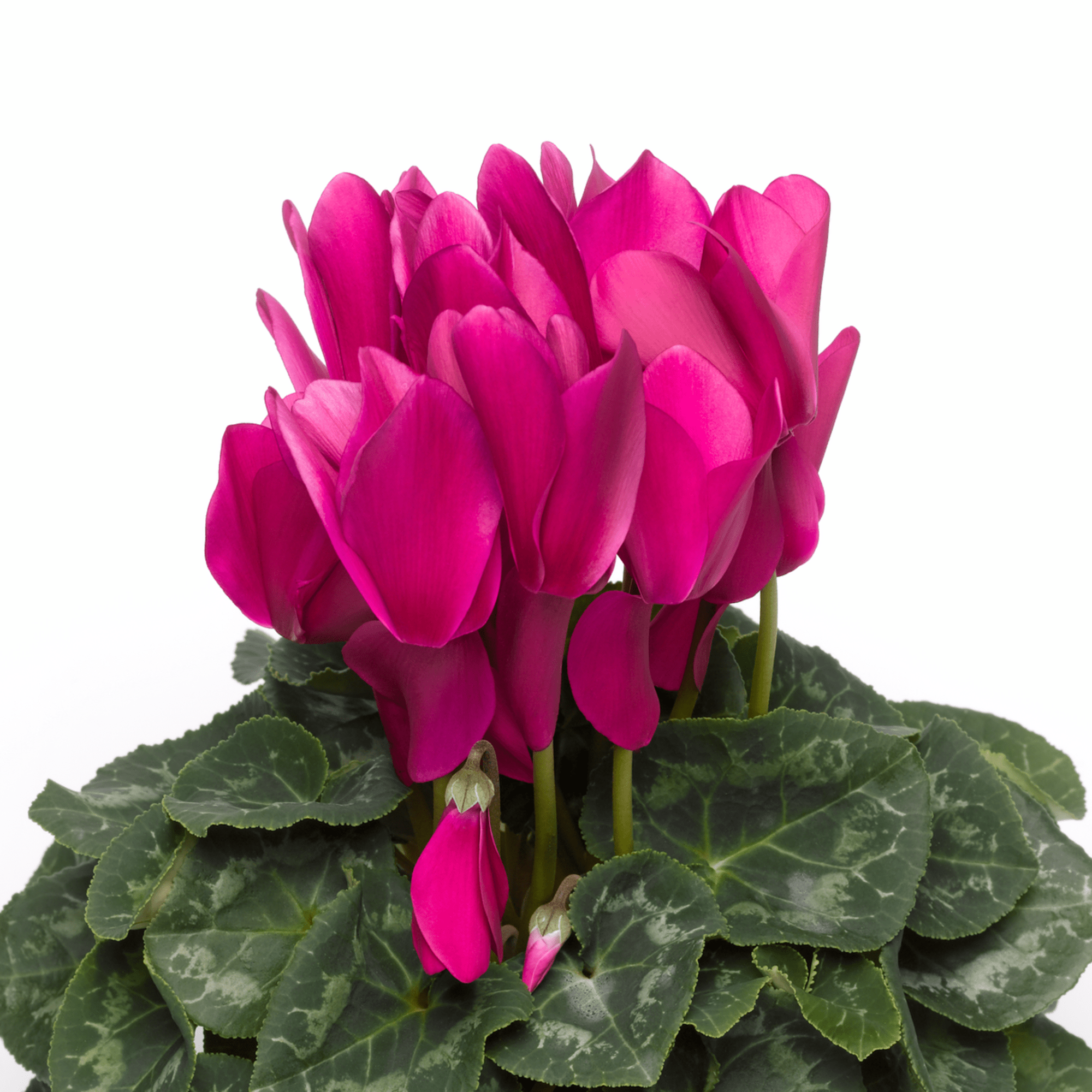 Rainier™ Purple | Syngenta Flowers