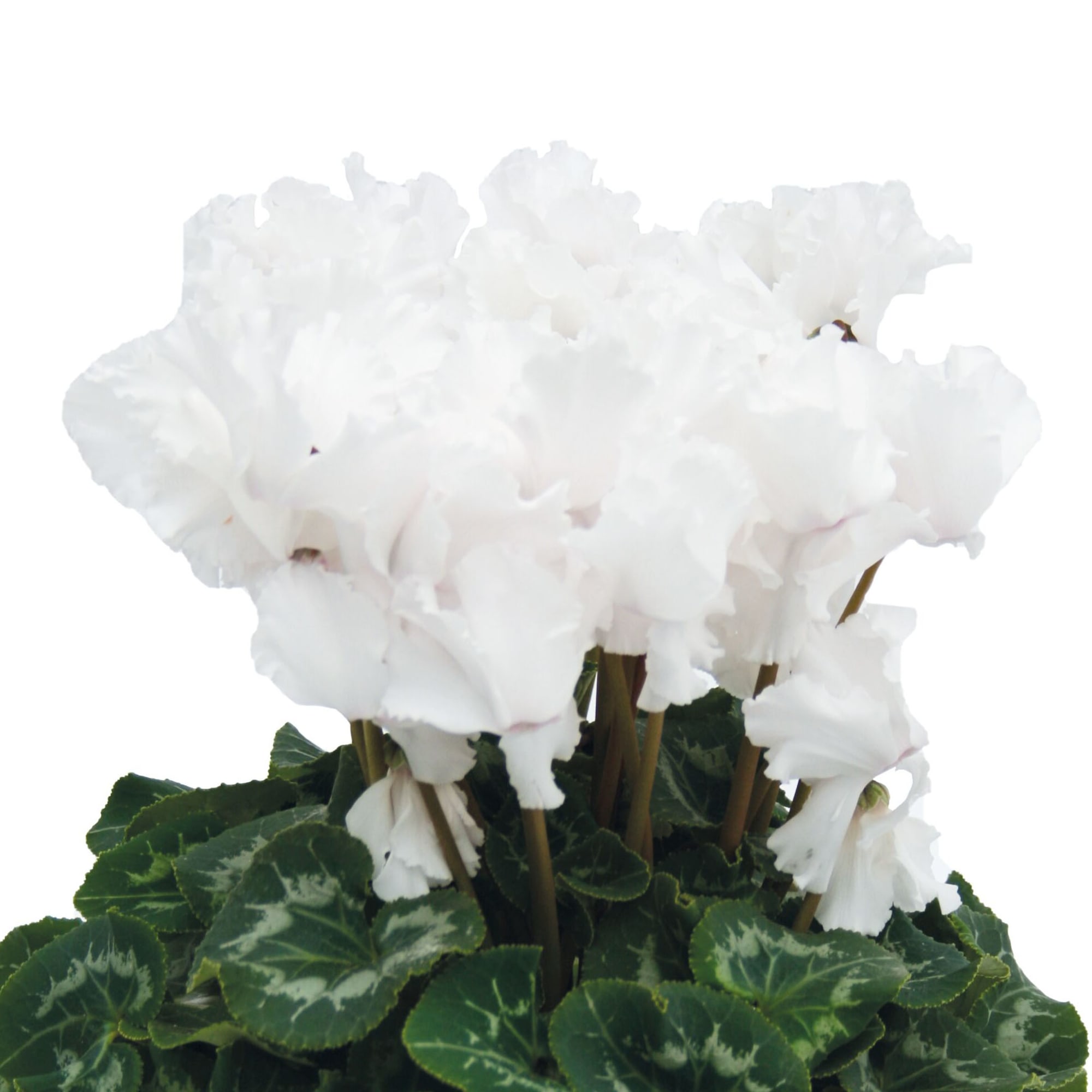 Maxora Friller™ White | Syngenta Flowers