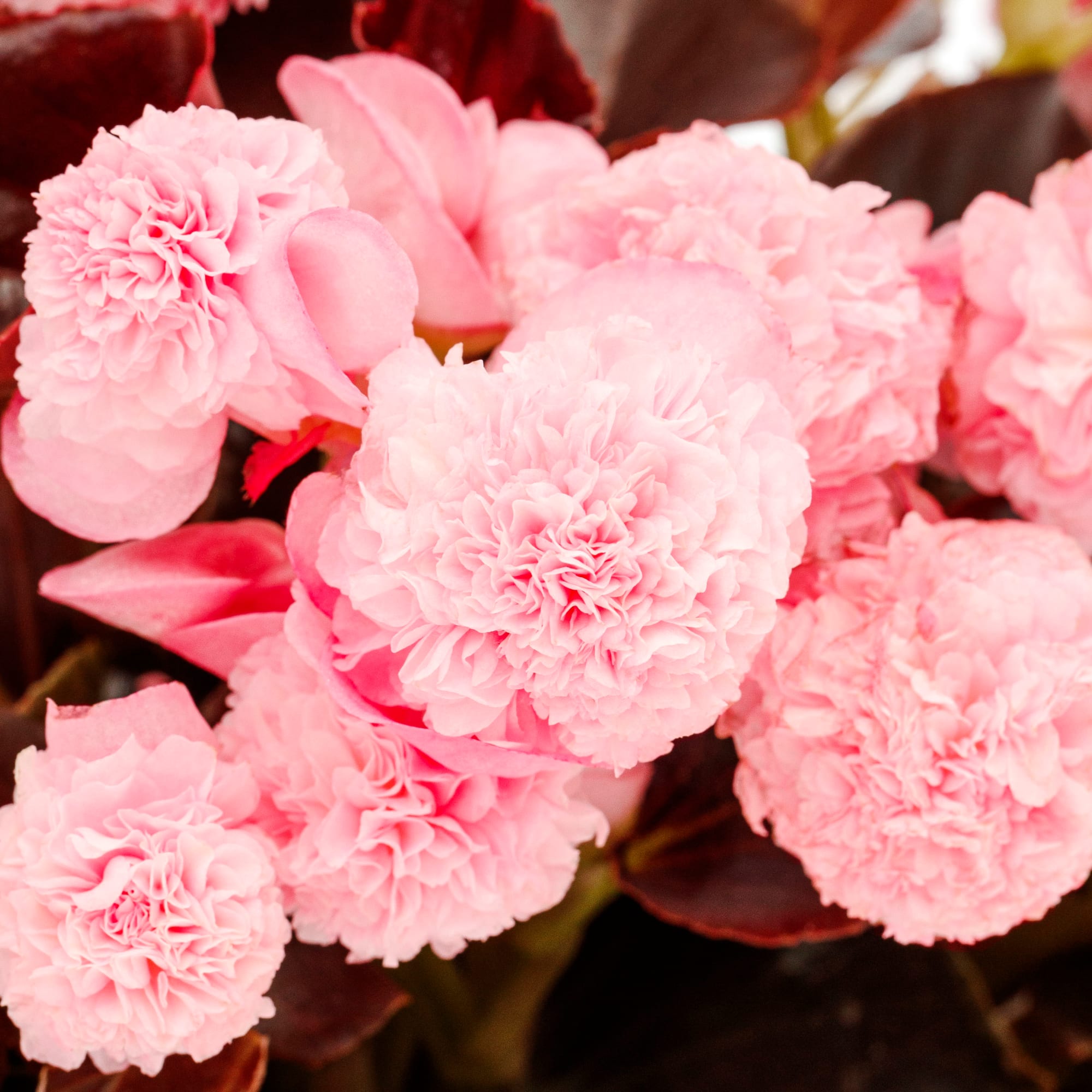 Birthday Bash™ Cotton Candy | Syngenta Flowers