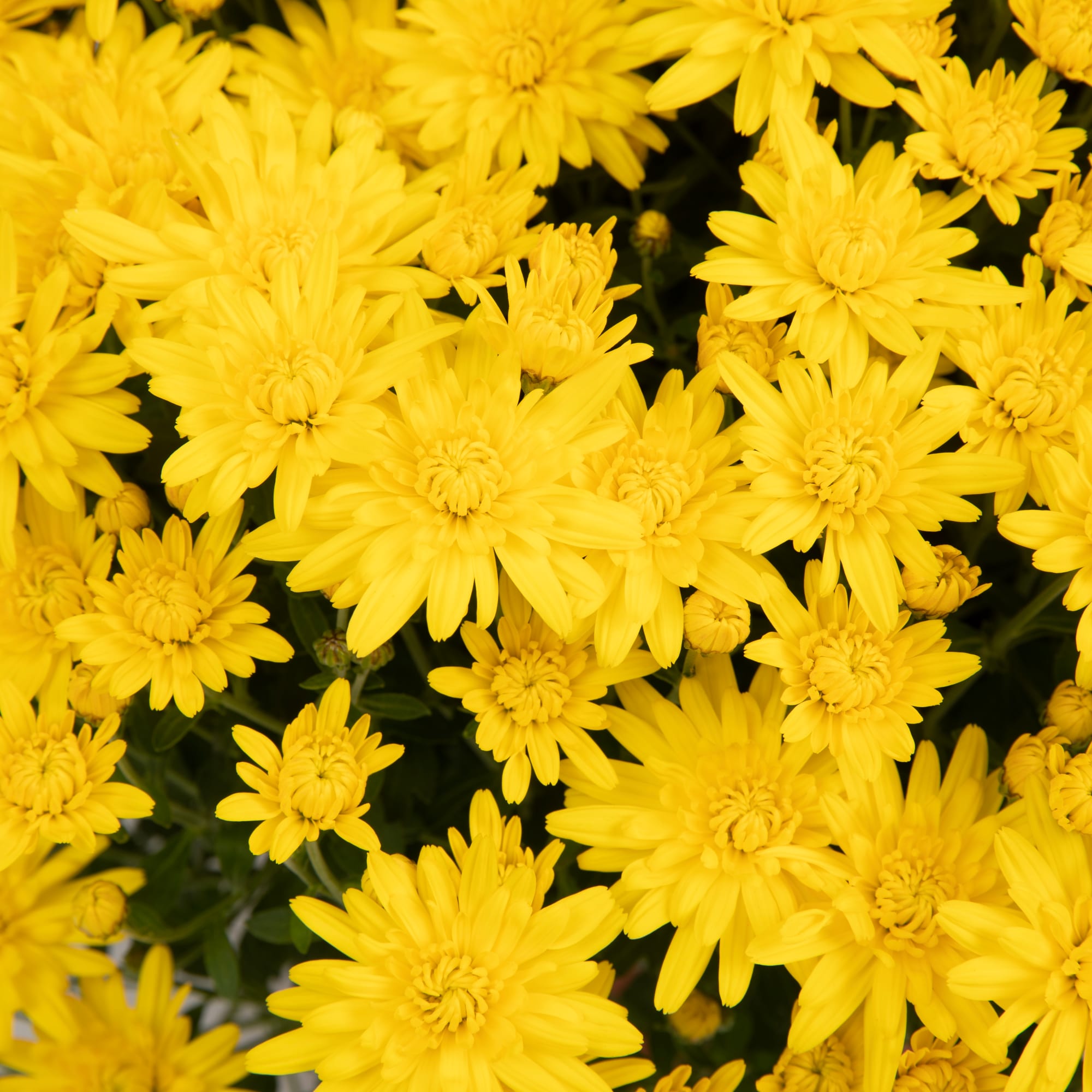 Nadia™ Yellow | Syngenta Flowers