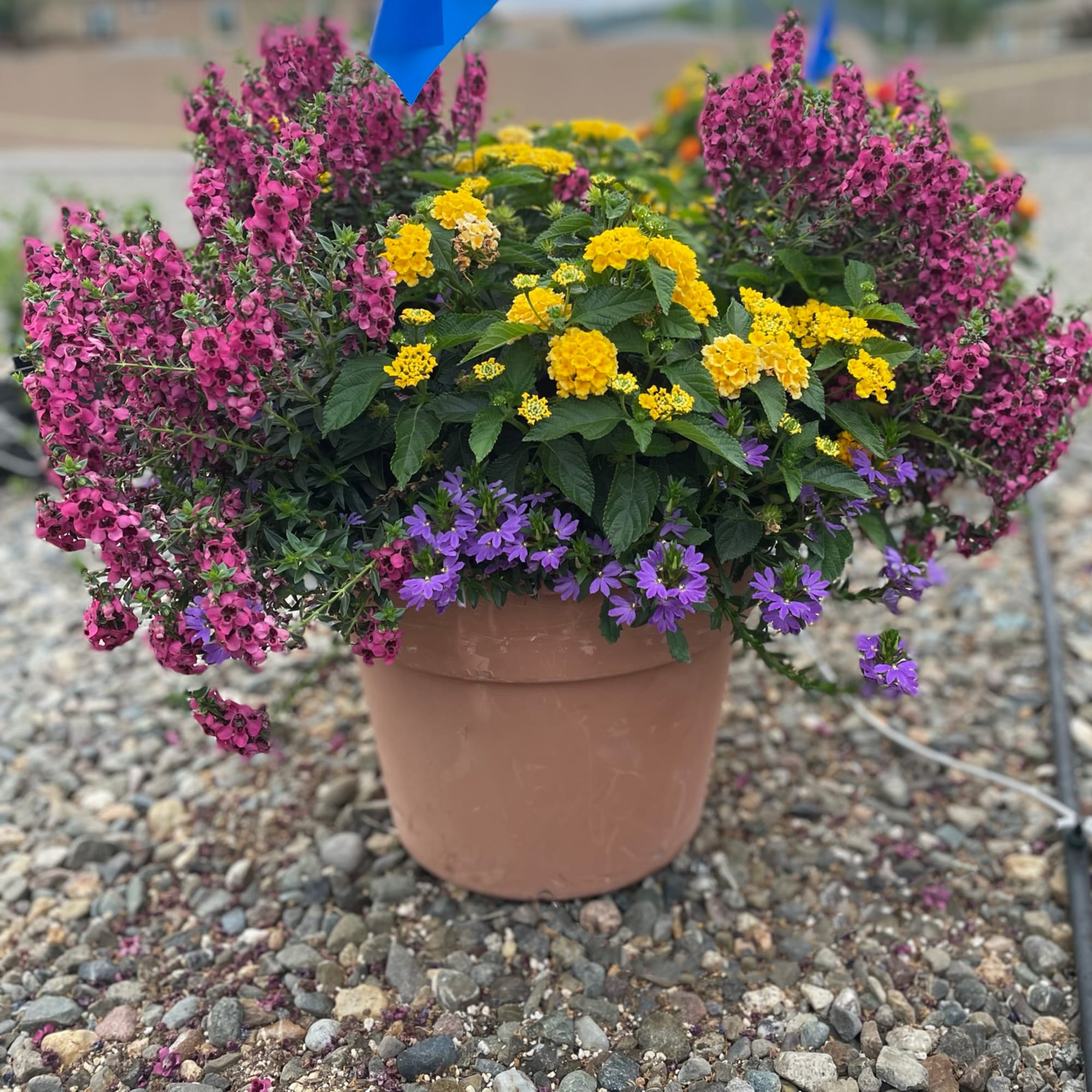 Dekko™ Rosé Rhapsody™ Mix | Syngenta Flowers
