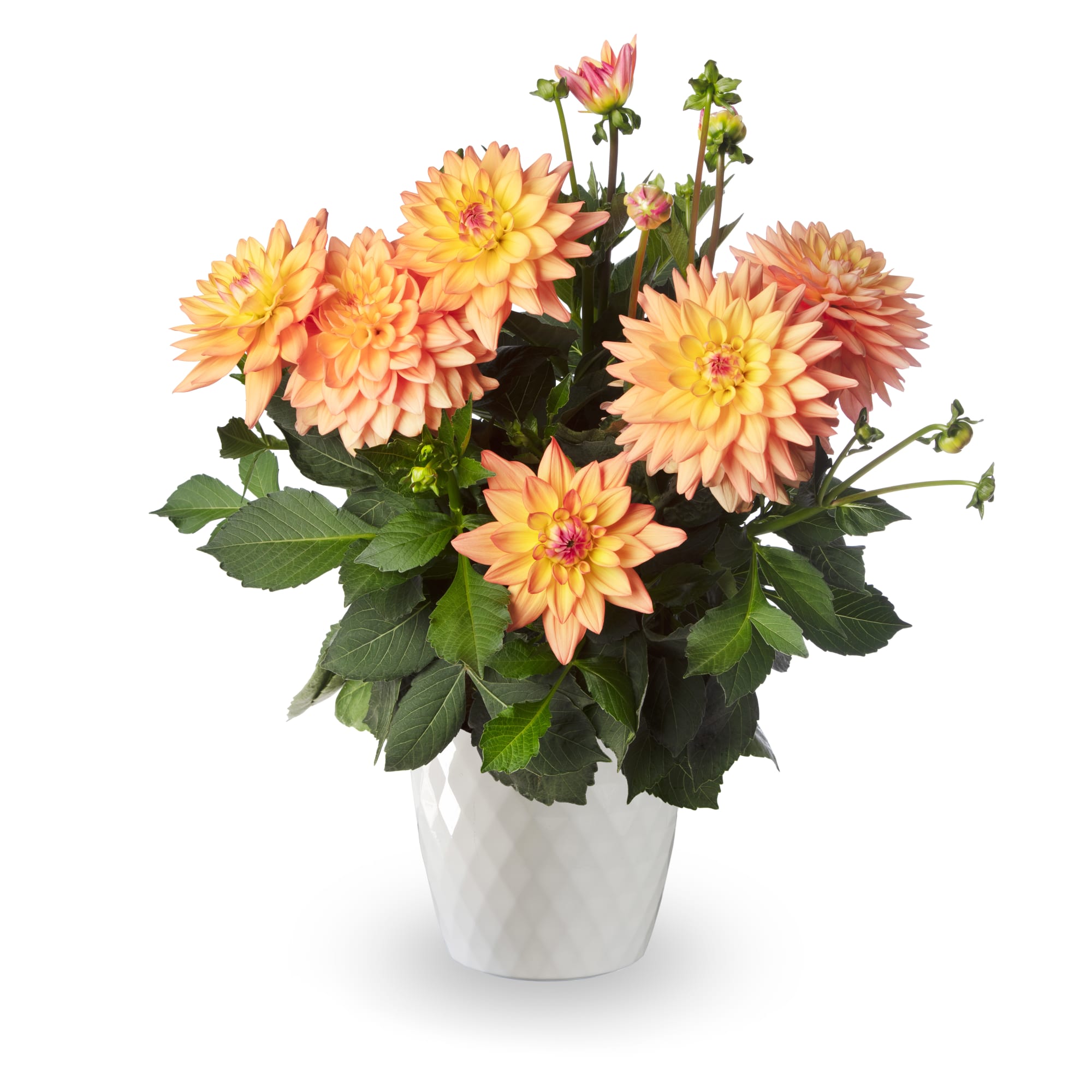 Miss Mandy™ | Syngenta Flowers