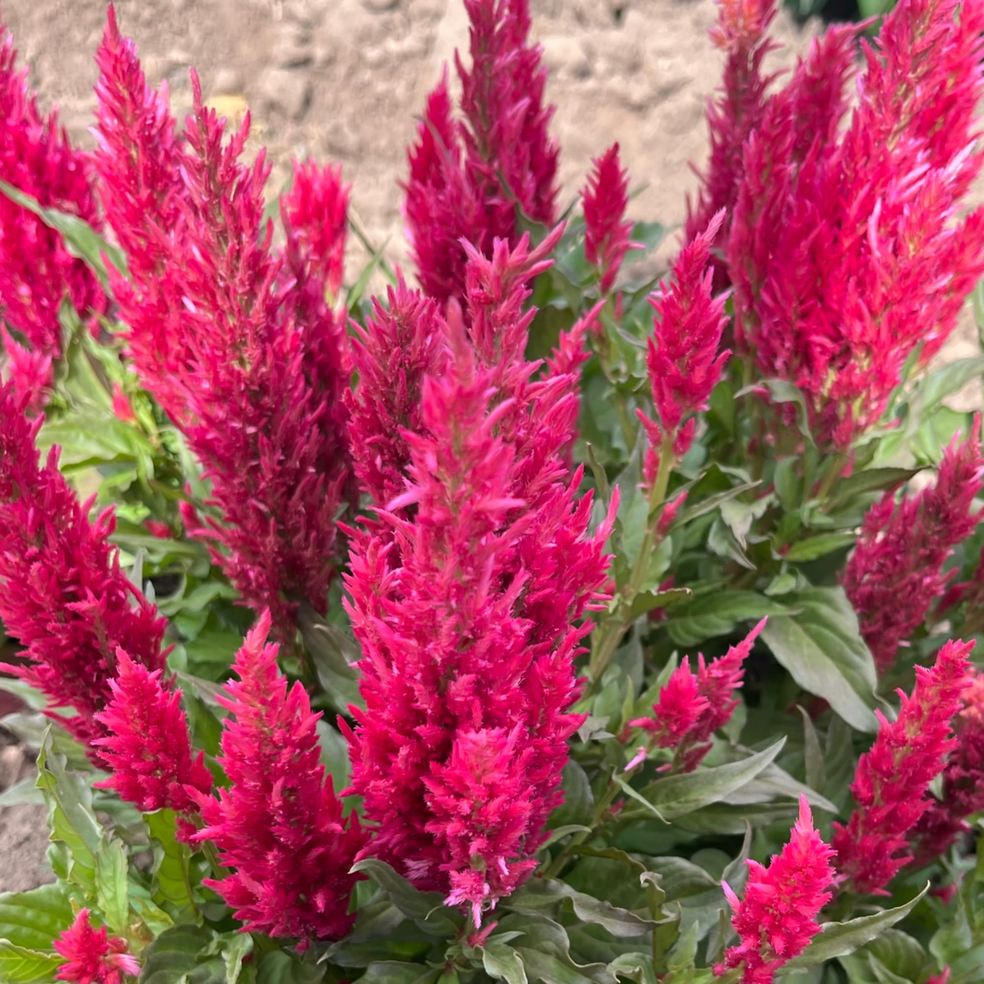 Bright Sparks™ Pink | Syngenta Flowers